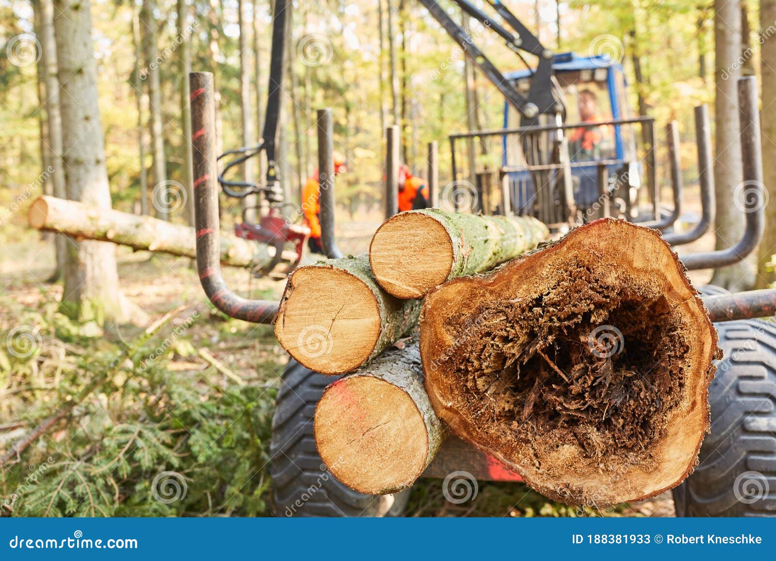 Forwarder with Crane Transports Felled Trees Stock Image - Image of ...