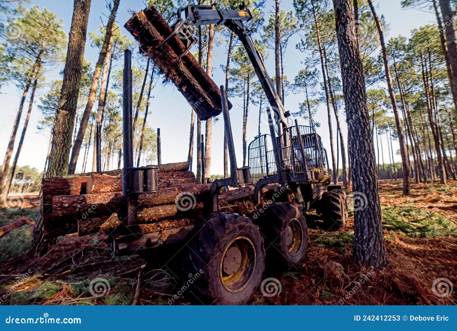 Forwarder for Logging, Picking Up Pine Logs for Storage Stock Image ...
