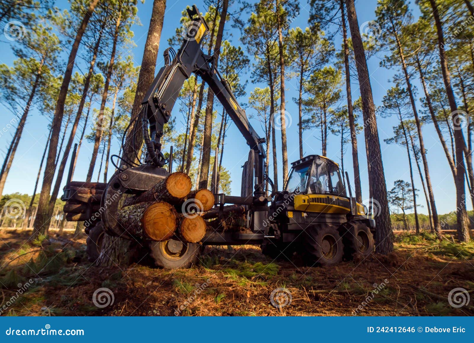 Forwarder for Logging, Picking Up Pine Logs for Storage Stock Photo ...