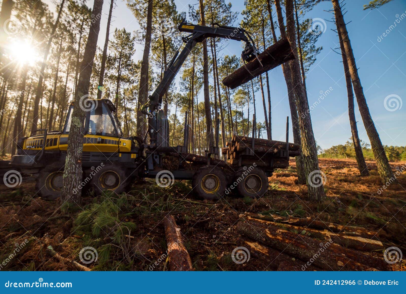Forwarder for Logging, Picking Up Pine Logs for Storage Stock Photo ...