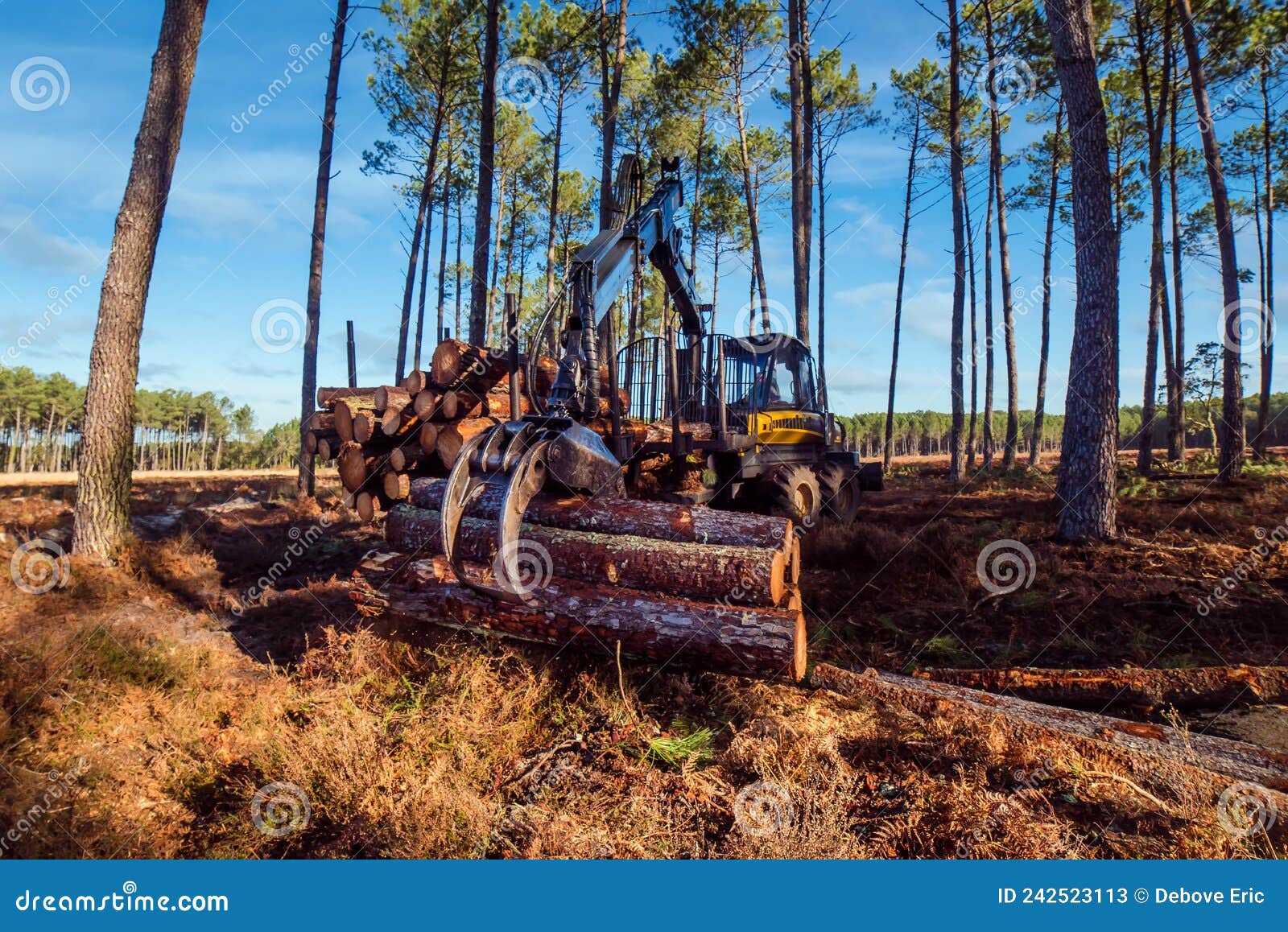Forwarder for Logging, Picking Up Pine Logs for Storage Stock Image ...
