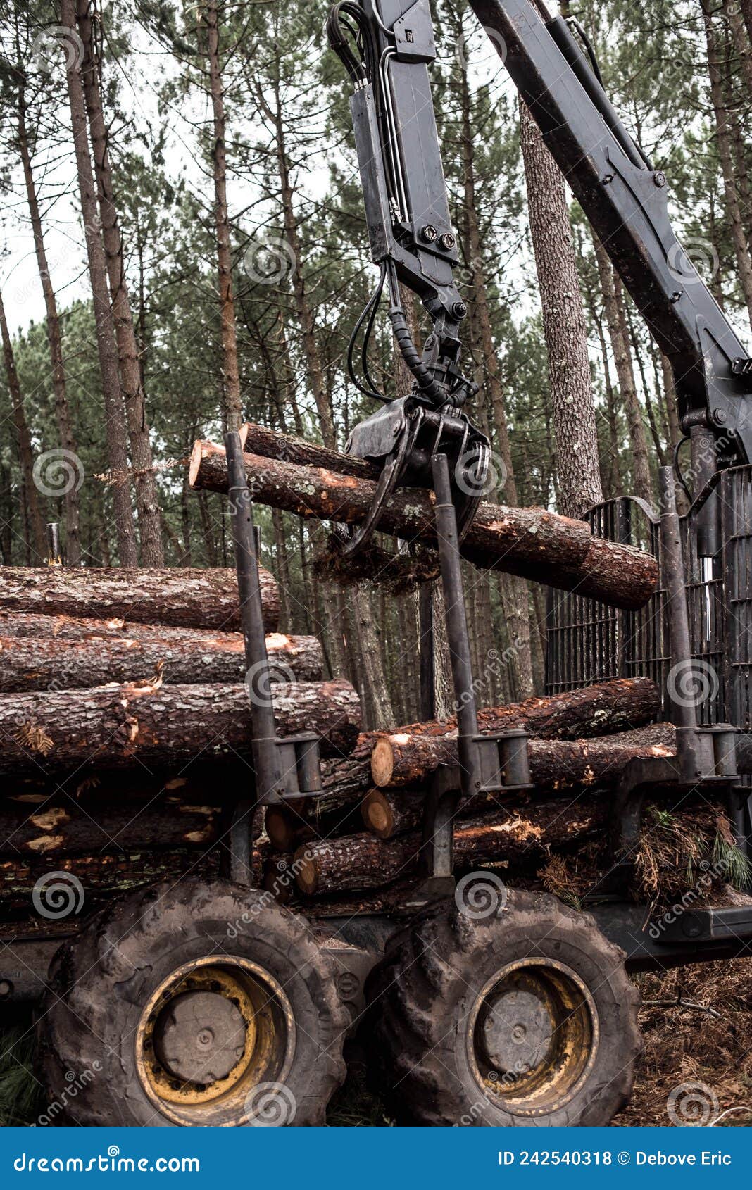 Forwarder for Logging, Picking Up Pine Logs for Storage Stock Photo ...