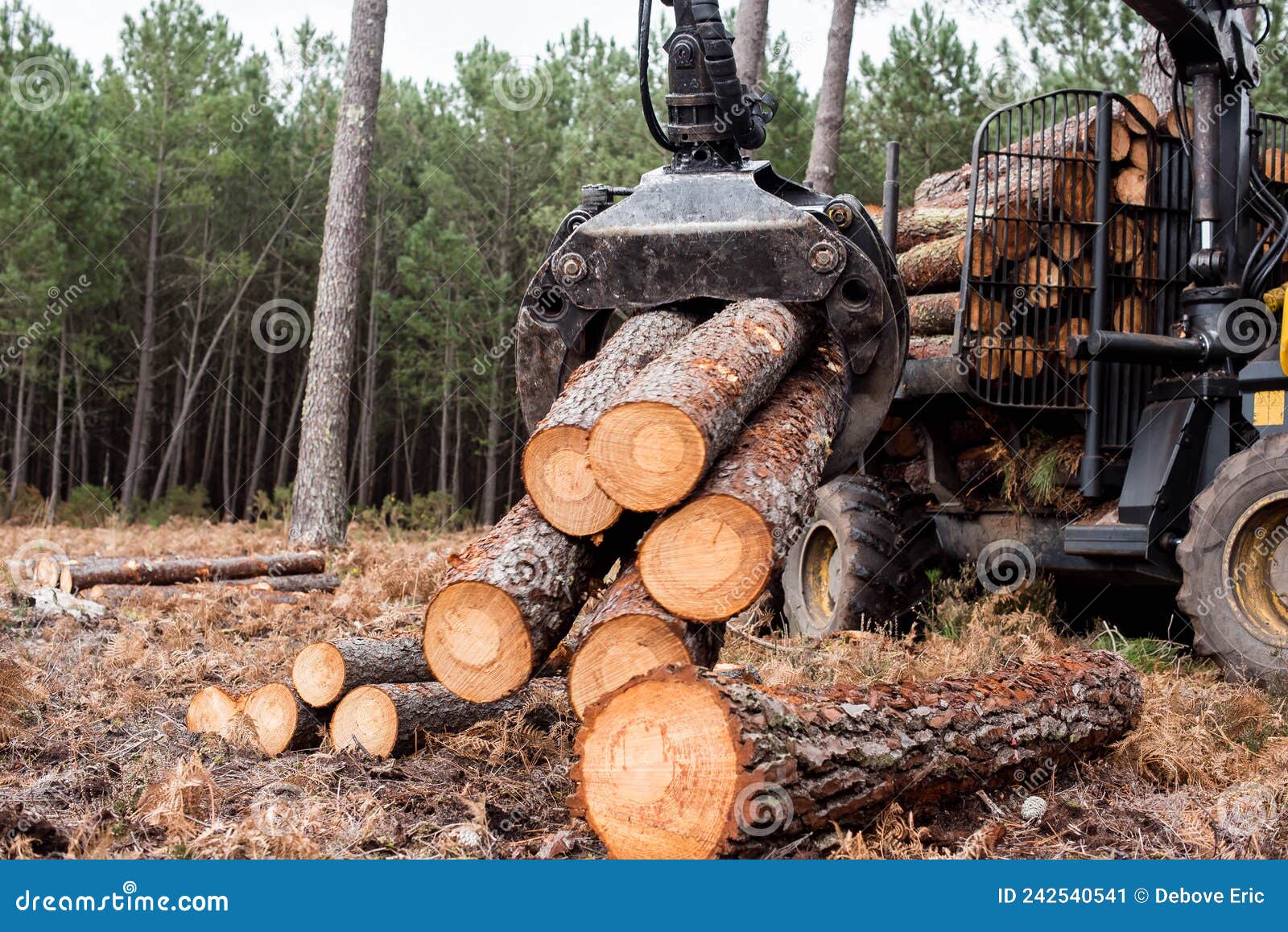 Forwarder for Logging, Picking Up Pine Logs for Storage Stock Image ...