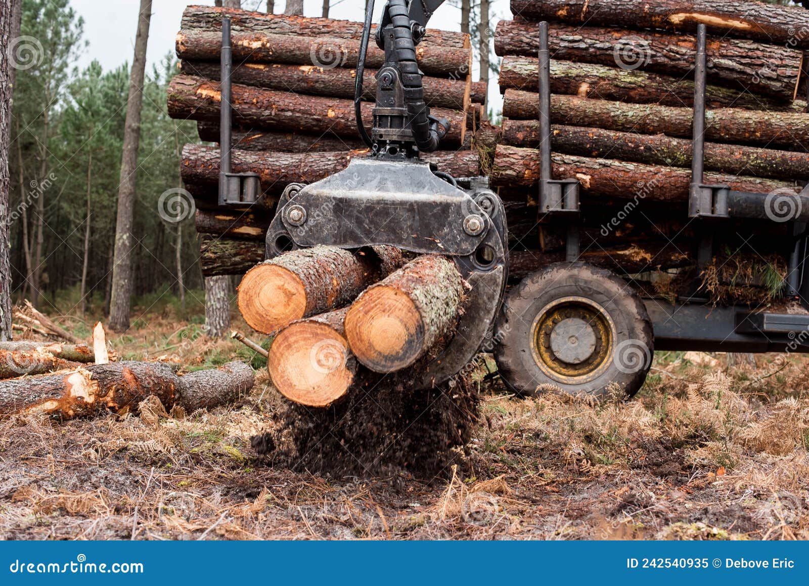Forwarder for Logging, Picking Up Pine Logs for Storage Stock Image ...