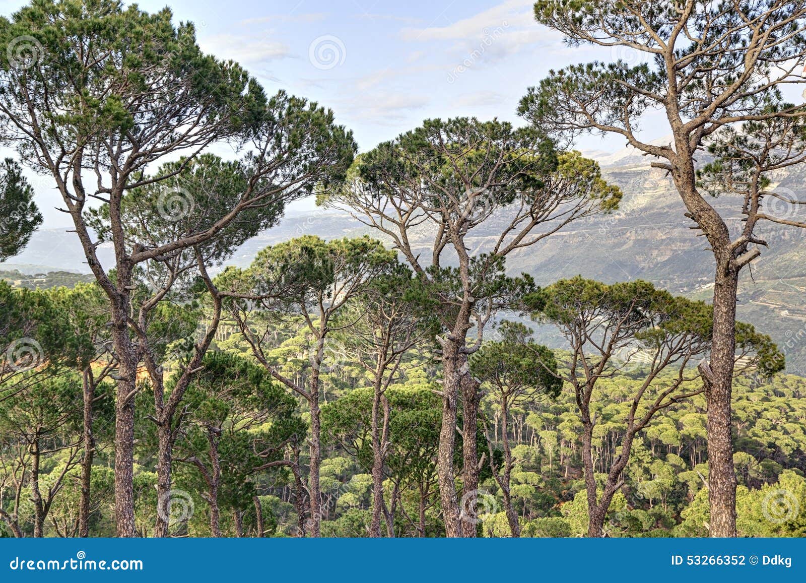 Forêt De Pin Du Liban Chez Jezzine (HDR) Photo stock - Image du repère, liban: 53266352