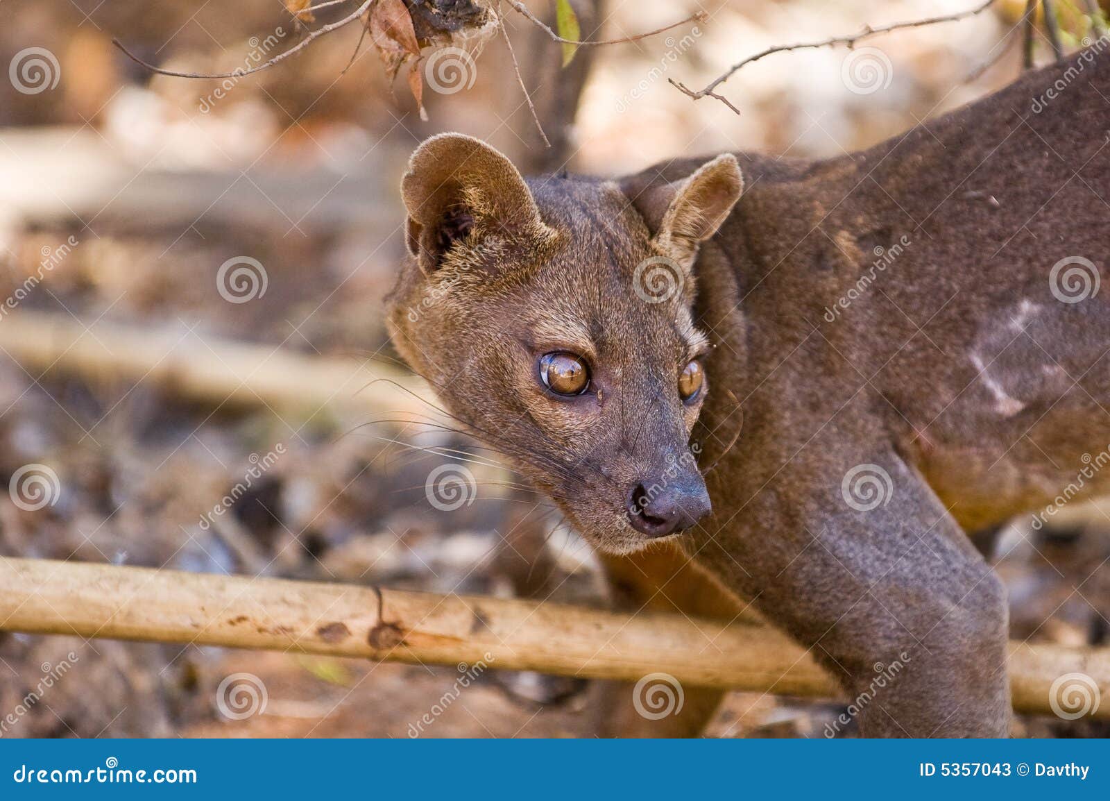 Fosa Stock Photos - Image: 5357043