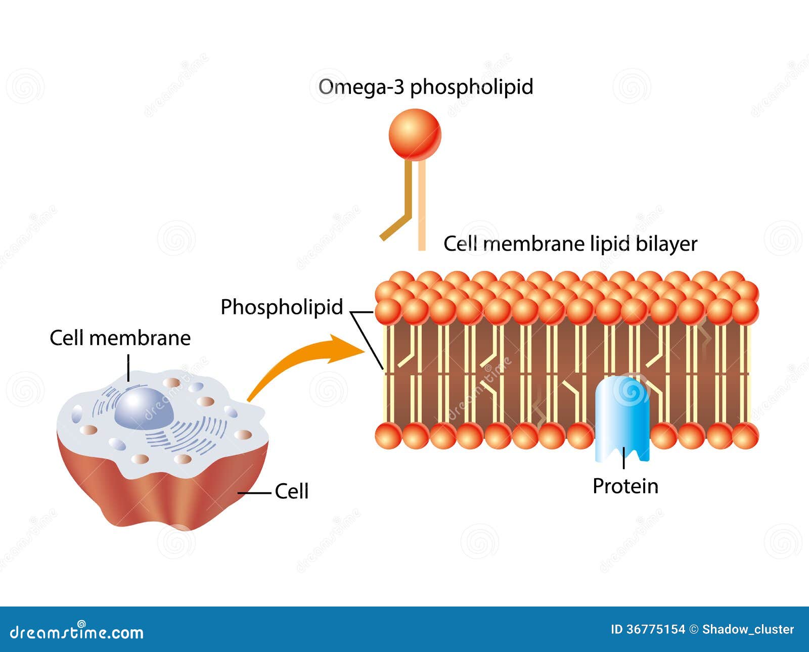 Fosfolípido De Omega 3 Imagenes de archivo - Imagen: 36775154