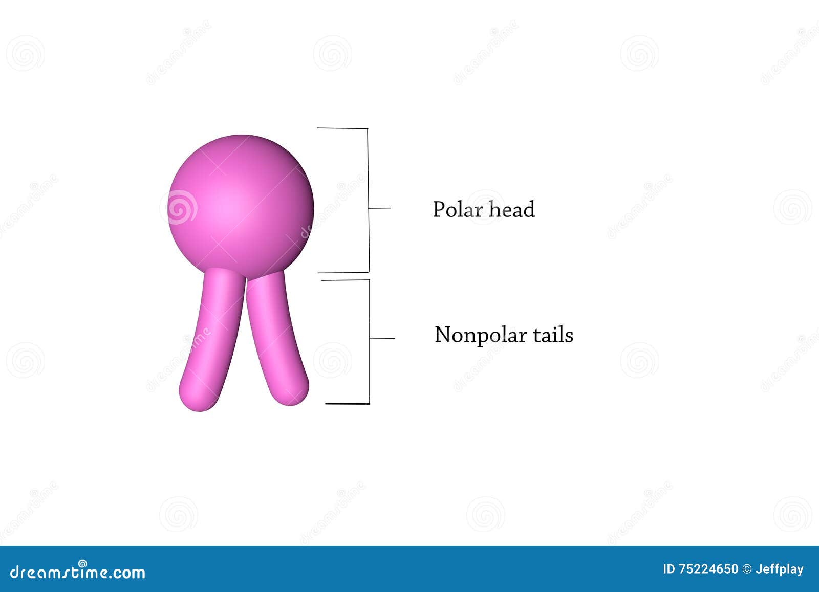 Fosfolipide illustrazione di stock. Illustrazione di code - 75224650