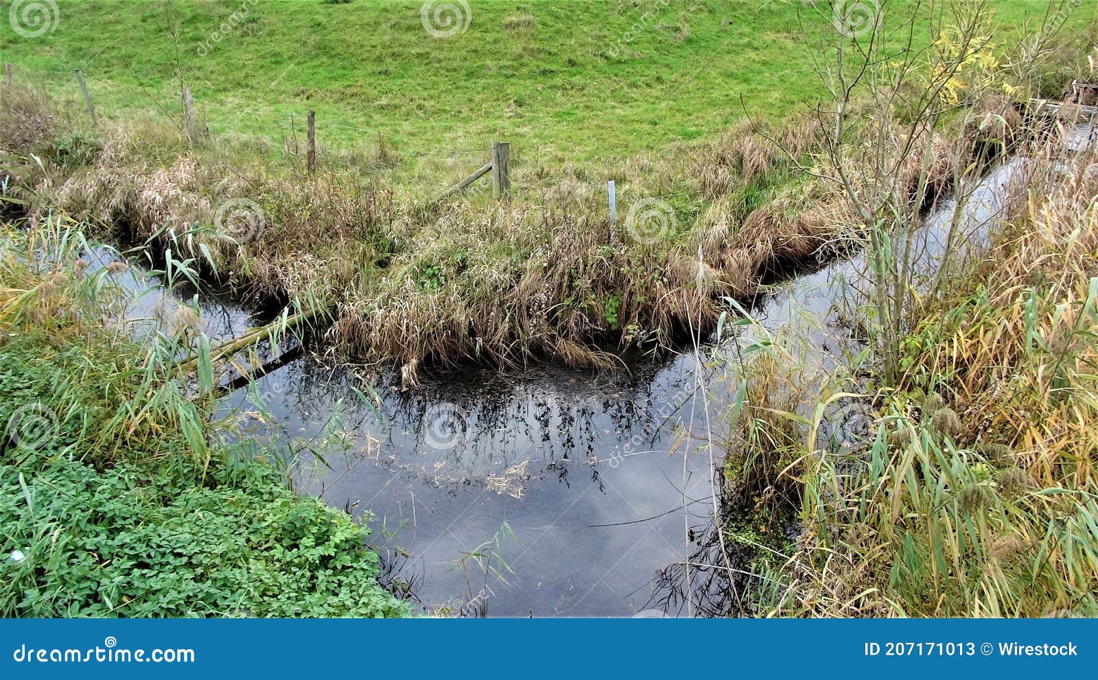 Foso en la reserva natural imagen de archivo. Imagen de flora - 207171013