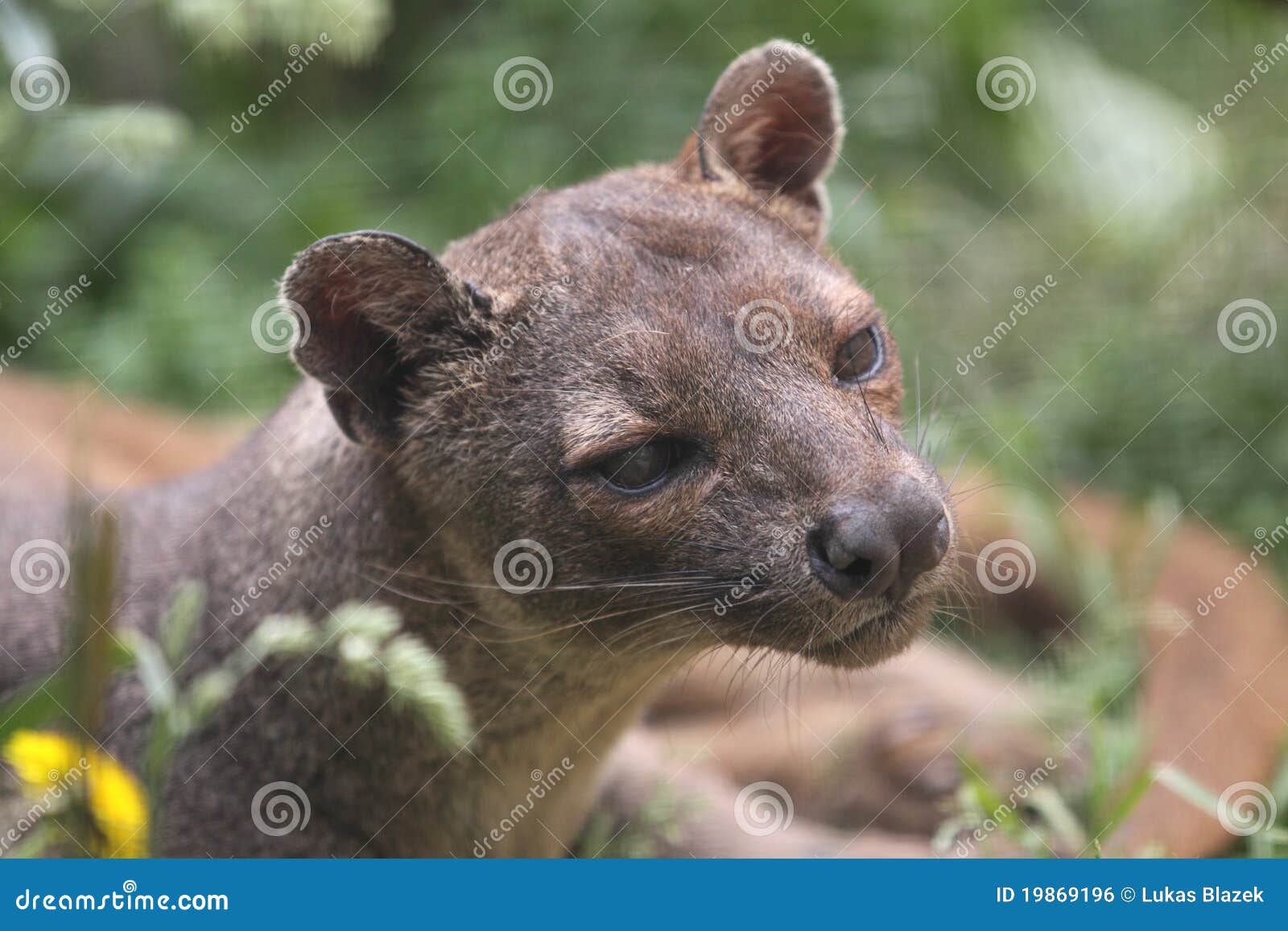 Fossa Royalty-Free Stock Image | CartoonDealer.com #19869196