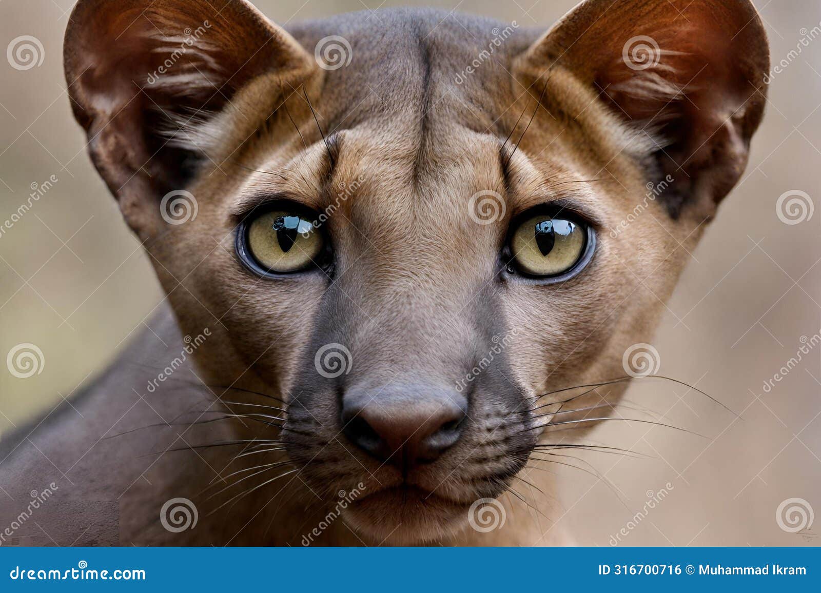 Fossa Head, Vector Illustration, Black Silhouette ,front ...