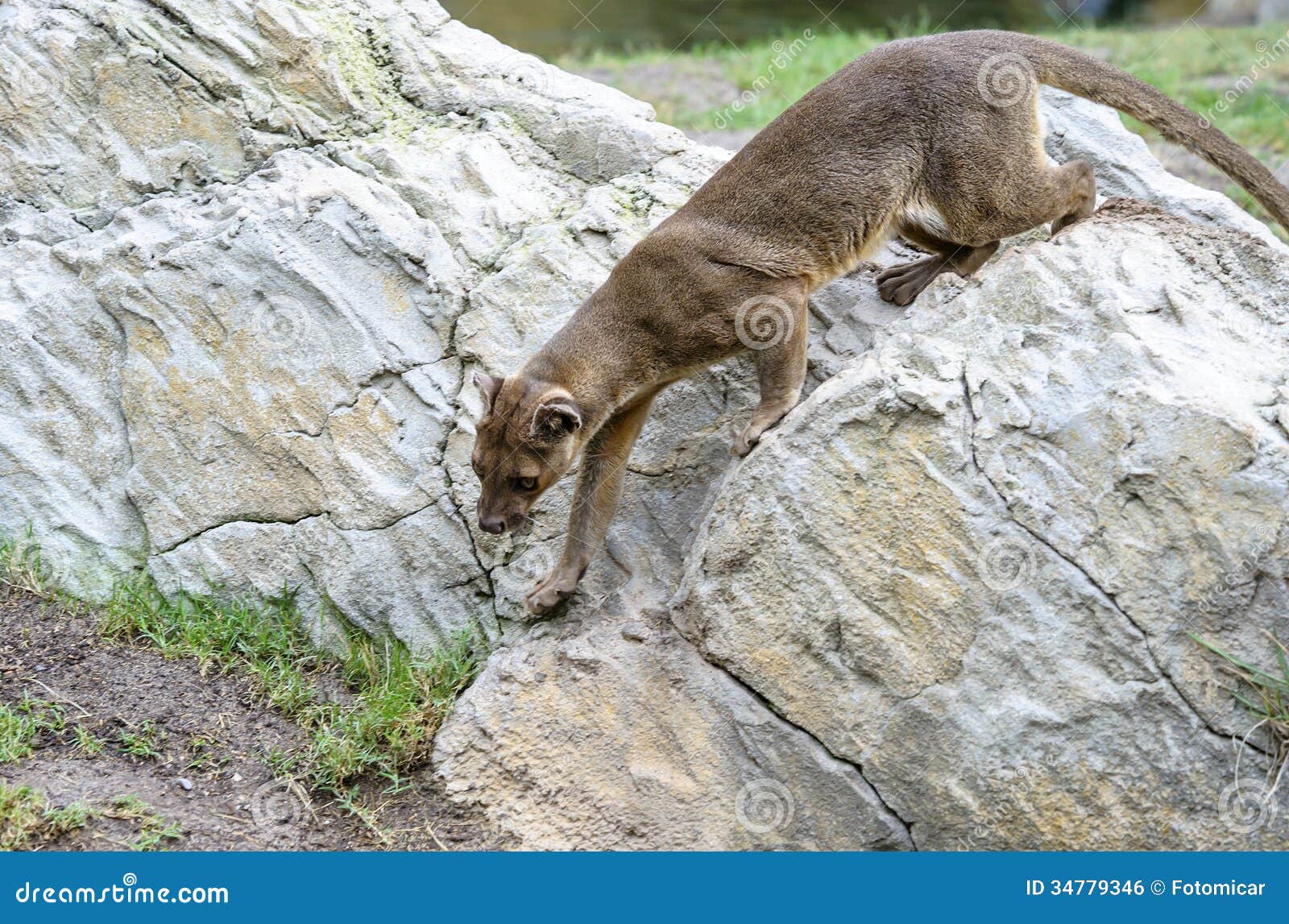 Fossa fotografia stock. Immagine di felino, corpo, raro - 34779346