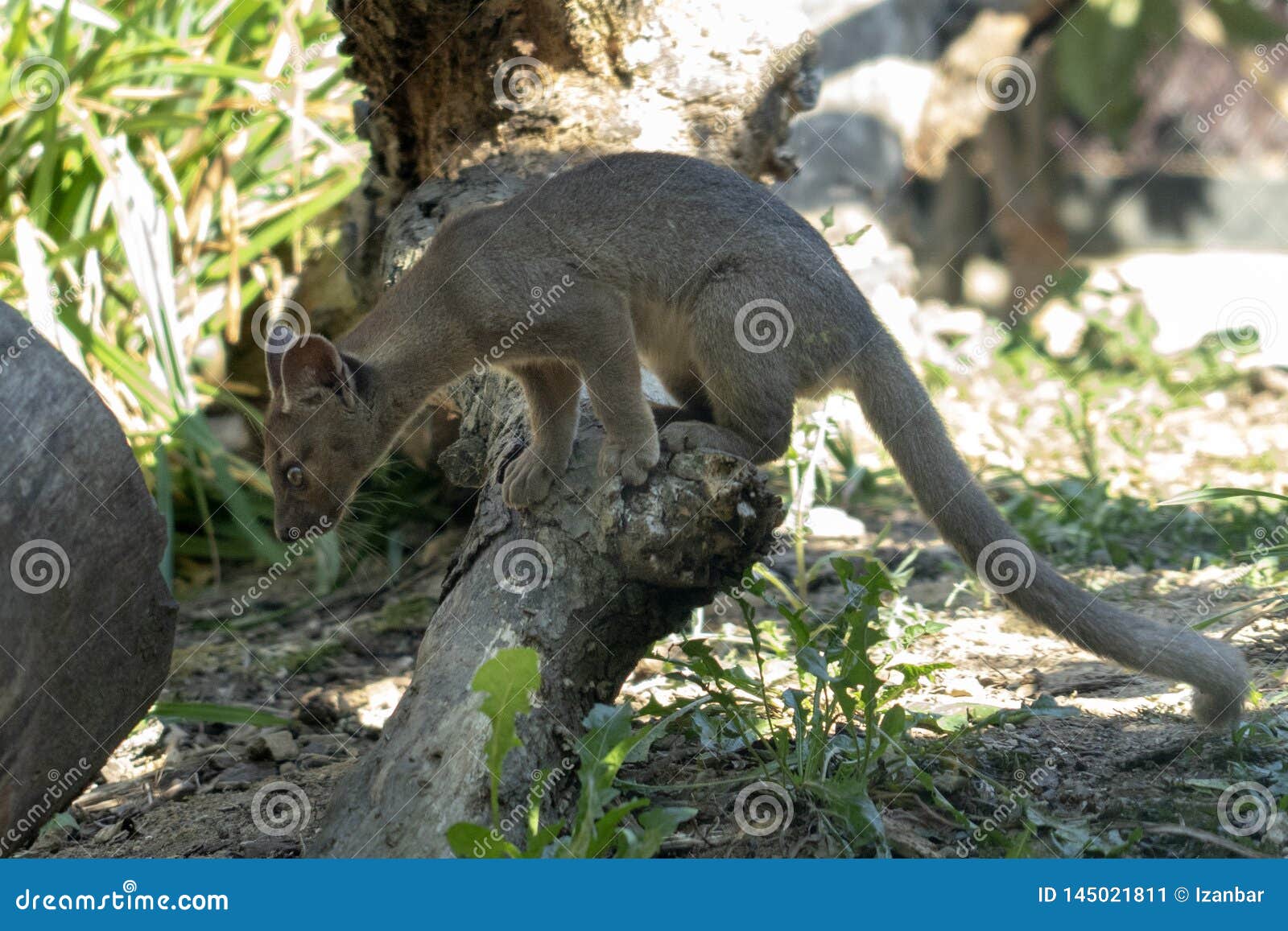 Fossa cat from Madagascar stock image. Image of mammal - 145021811