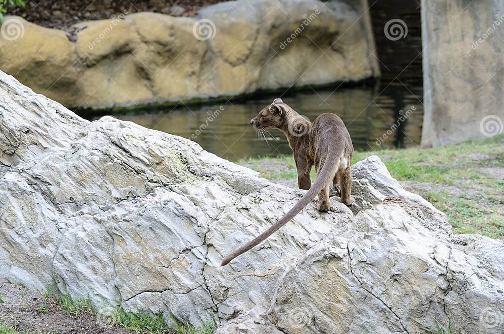 Fossa stock image. Image of fossa, family, ferox, madagascar - 34779323