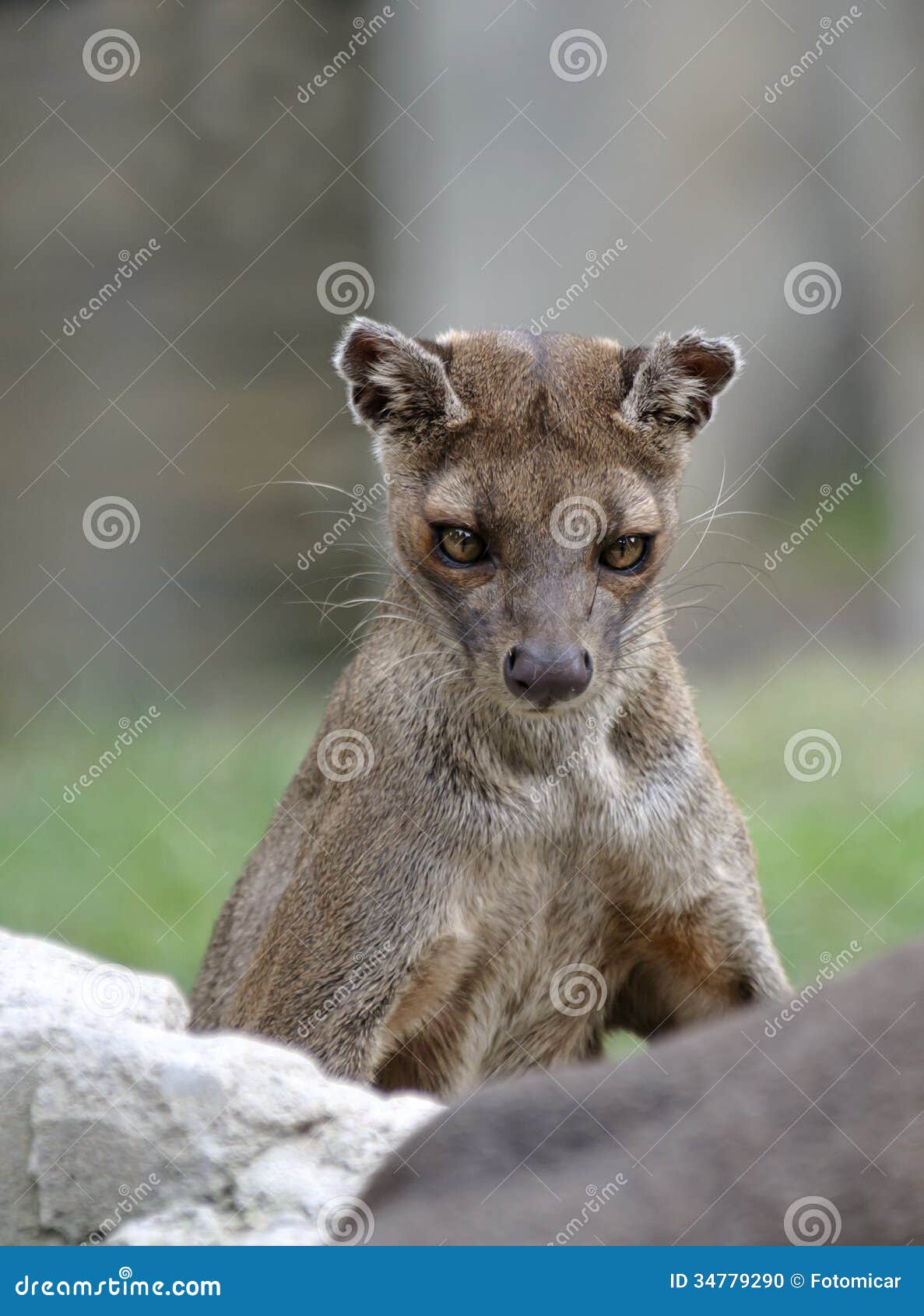 Fossa stock photo. Image of ferox, madagascar, catlike - 34779290