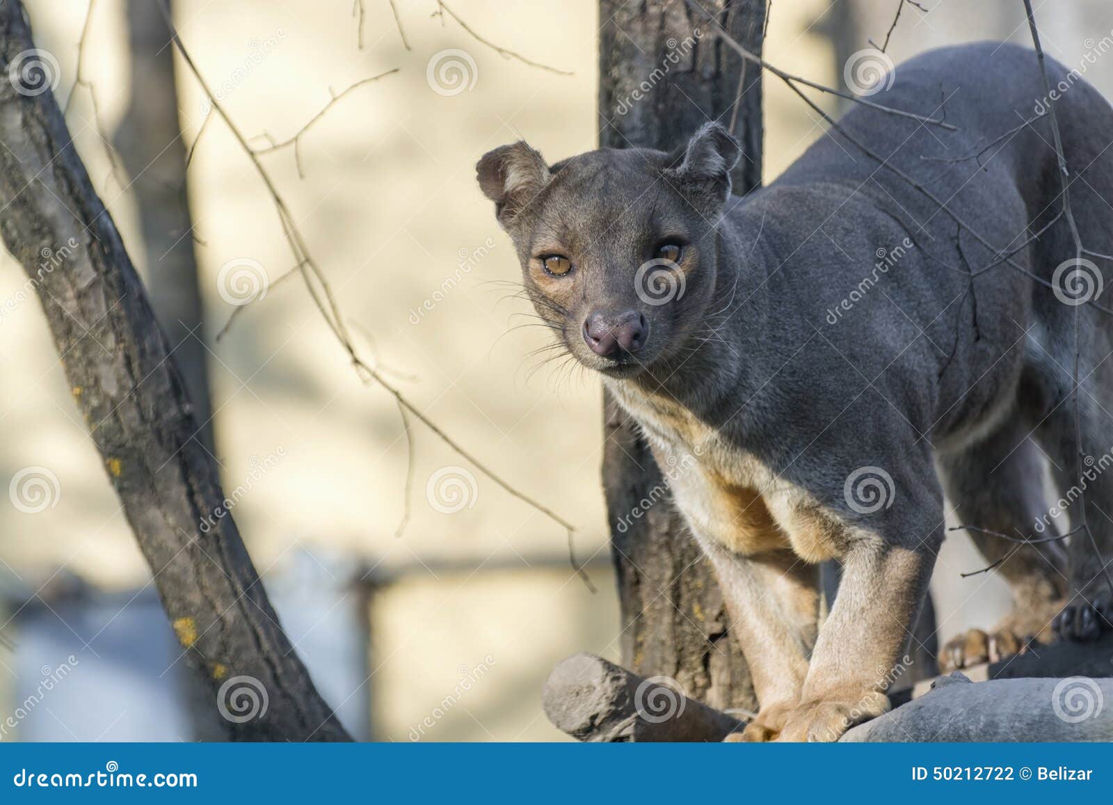 Fossa, Cryptoprocta Ferox Is Madagascar`s Largest Predator, Madagascar ...