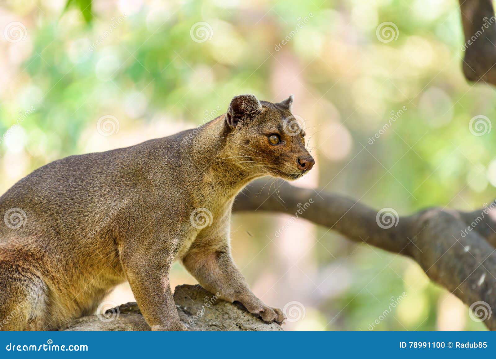 Fossa (Cryptoprocta Ferox) in Madagascar Stock Photo - Image of male ...