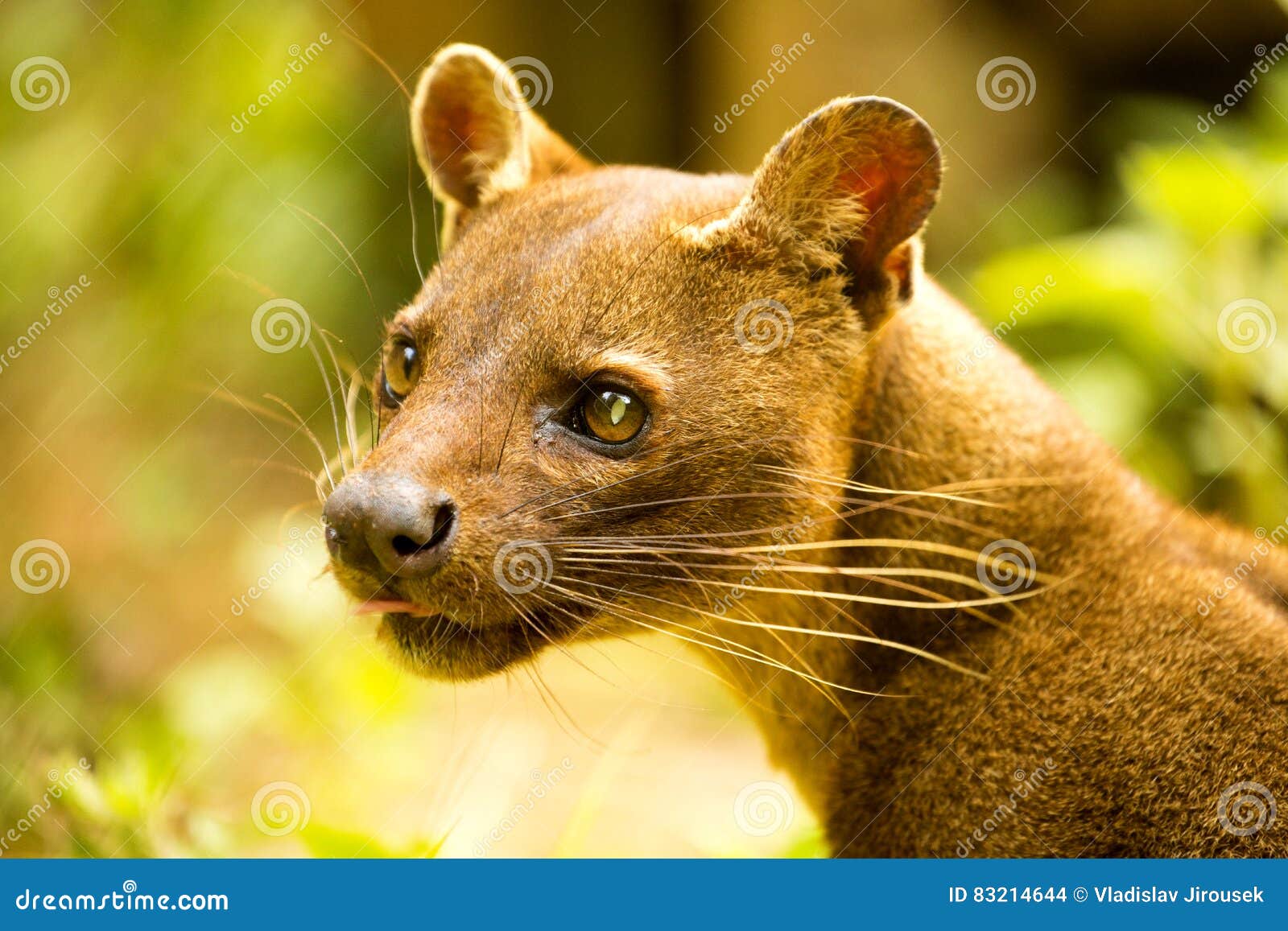 Fossa, Cryptoprocta Ferox is Madagascar`s Largest Predator, Madagascar ...
