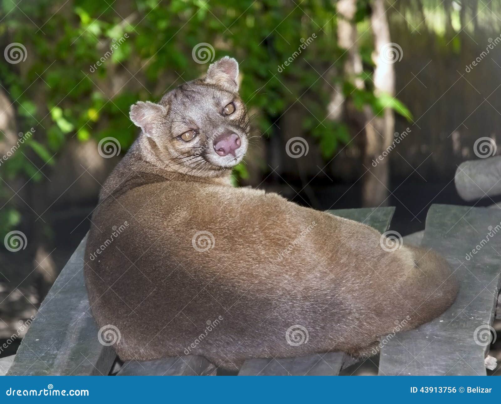 Fossa On Tree Stock Photo | CartoonDealer.com #69237408