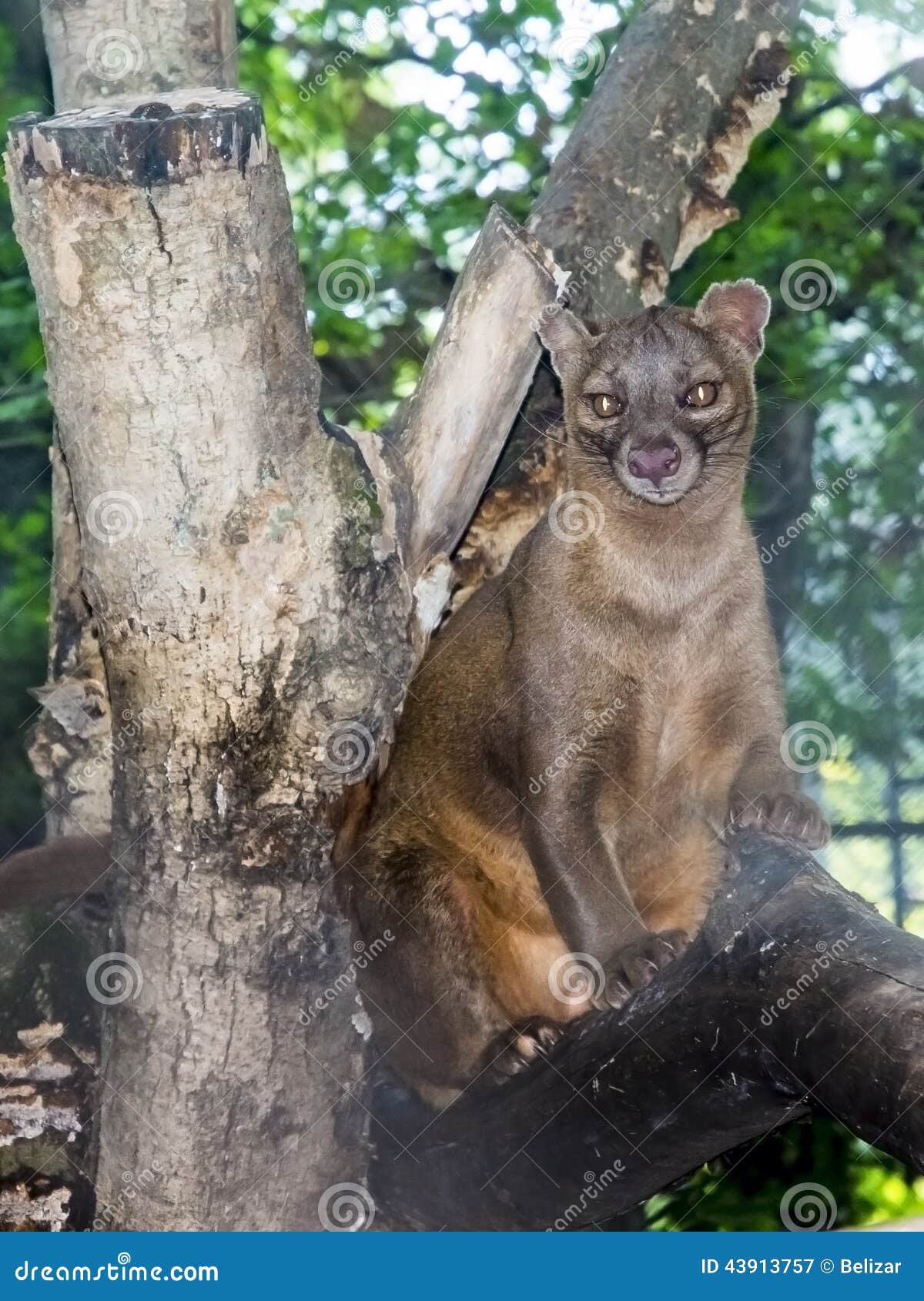 Fossa (Cryptoprocta ferox) stock image. Image of tree - 43913757