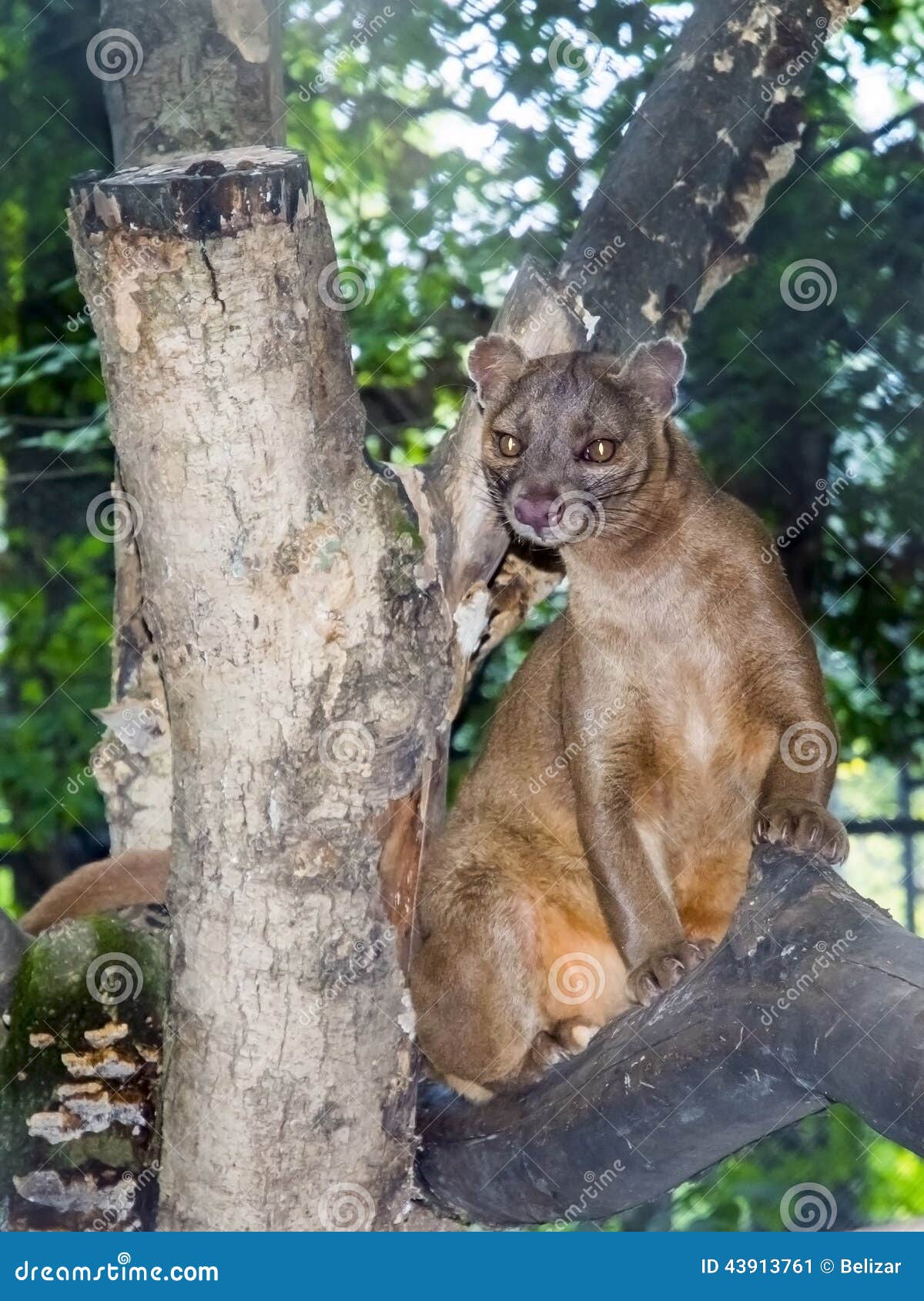 Fossa On Tree Stock Photo | CartoonDealer.com #69237408