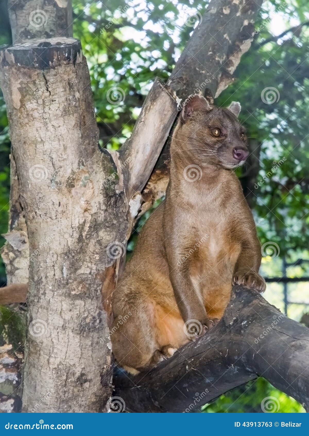 Fossa (Cryptoprocta ferox) stock image. Image of shadow - 43913763