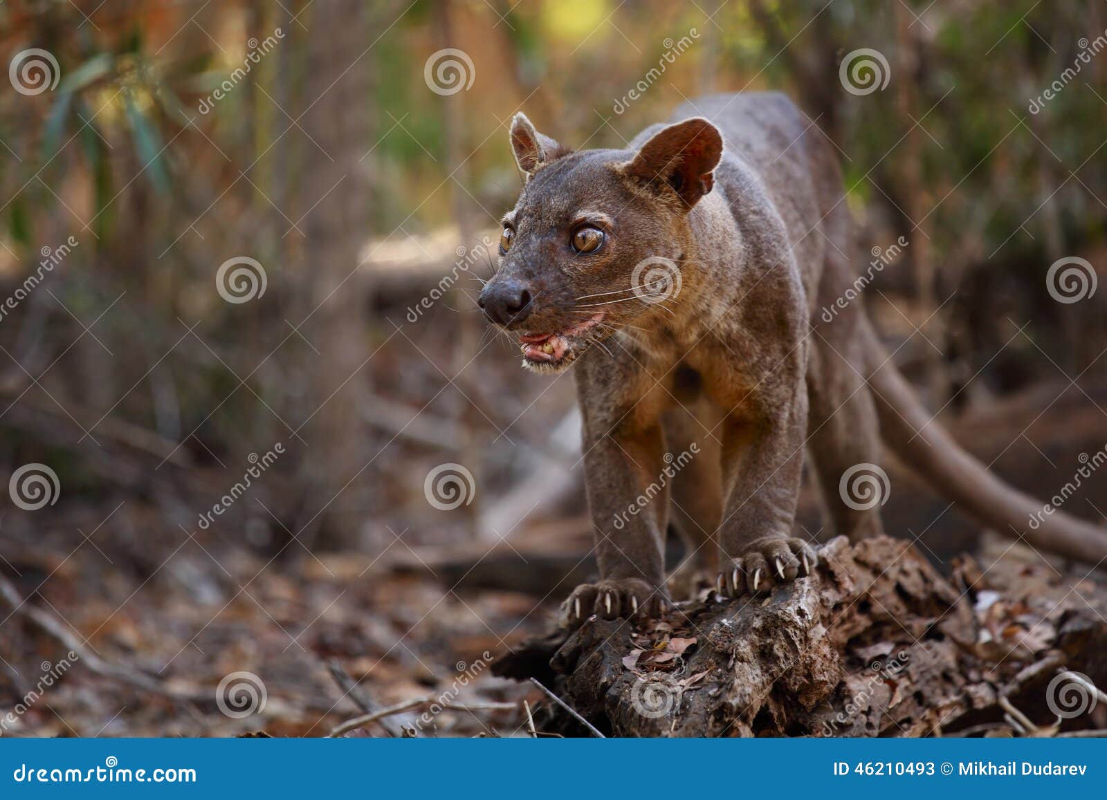 Fossa stock image. Image of hunt, tawny, teeth, exotic - 46210493