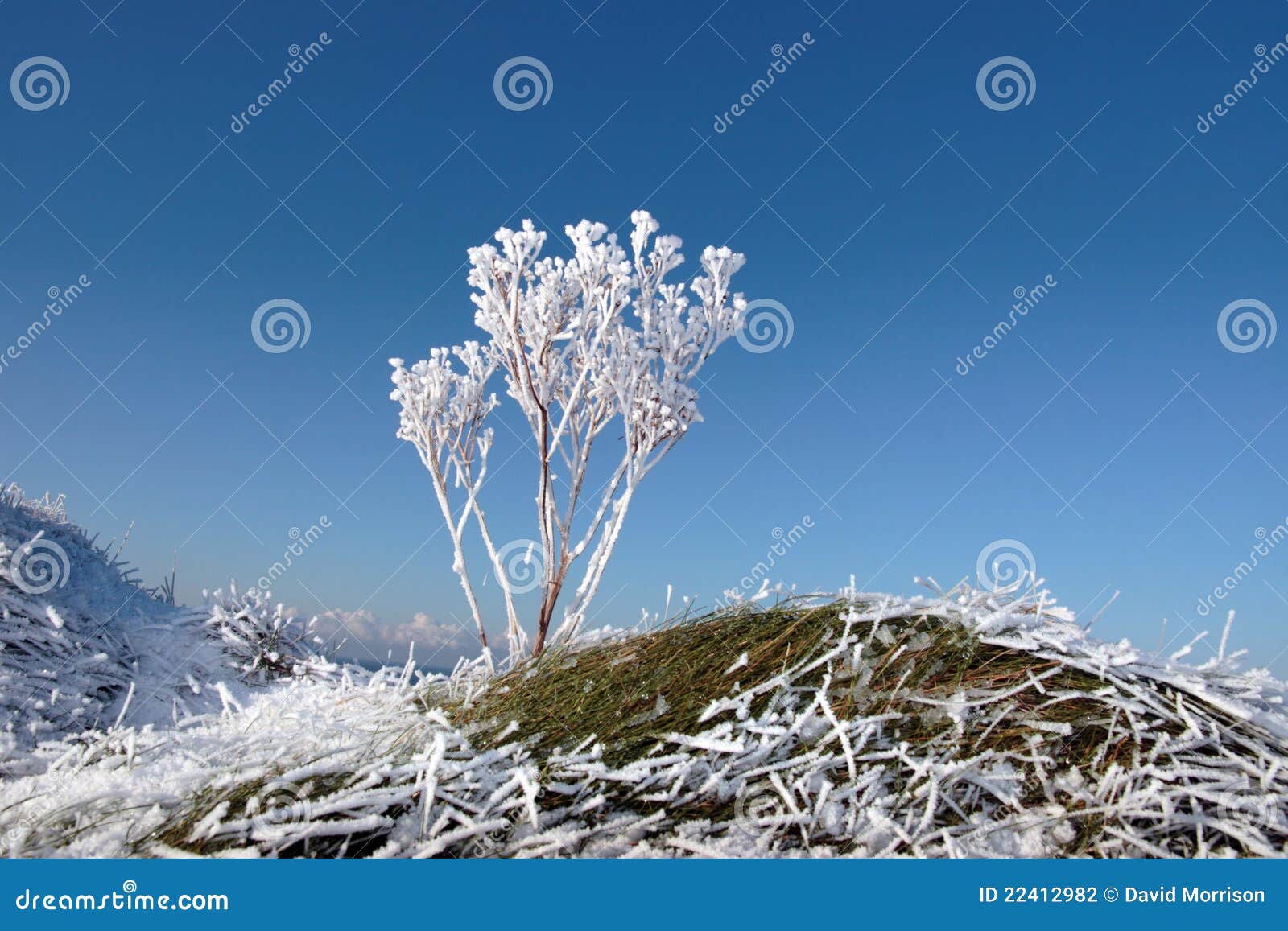 Fossa Innevata Gelida Con Le Erbacce Fotografia Stock - Immagine di ...