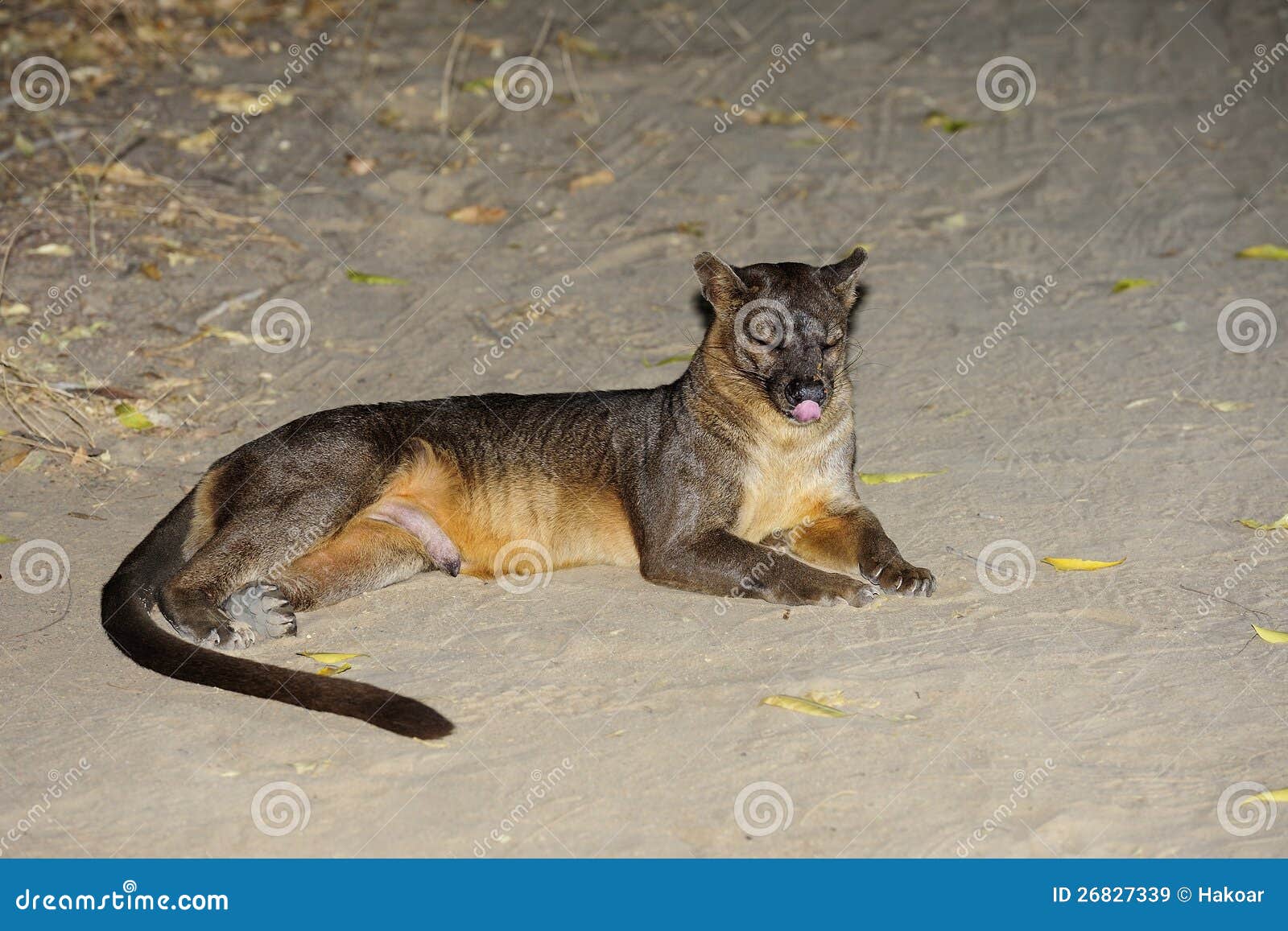 Fossa, kirindy stock image. Image of mammal, nature, madagascar - 26827339