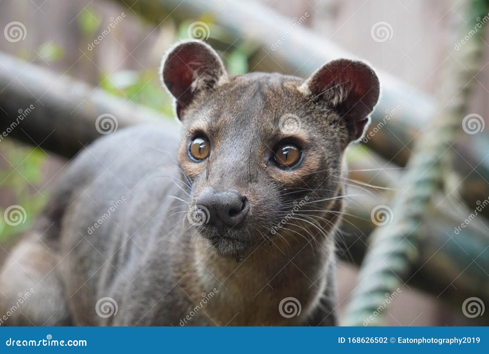 Fossa Looking Out at the World Stock Photo - Image of cute, ferox ...