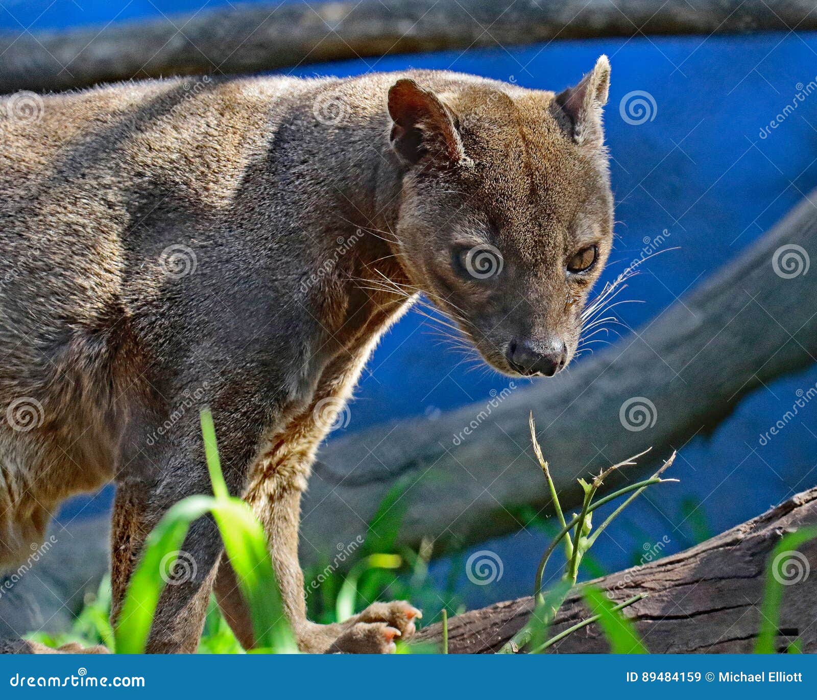 Fossa stock image. Image of hunter, buckskinman, forest - 89484159