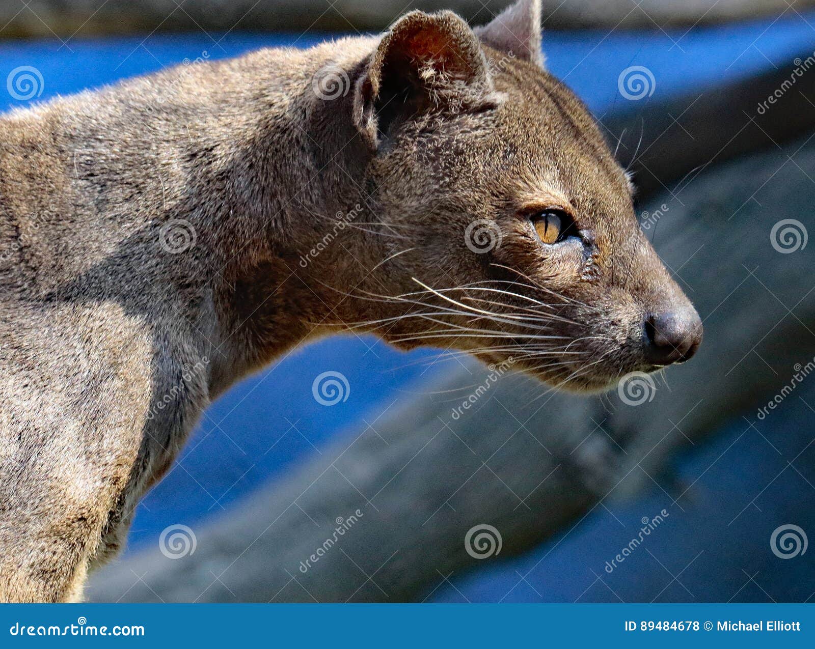 Fossa stock photo. Image of looking, hunter, carnivorous - 89484678