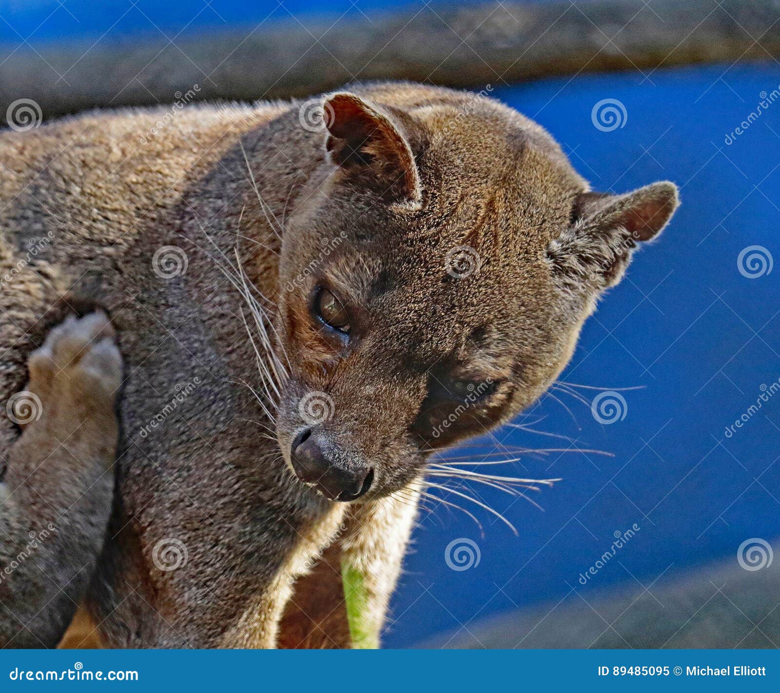 Fossa stock image. Image of fearsome, formidable, background - 89485095