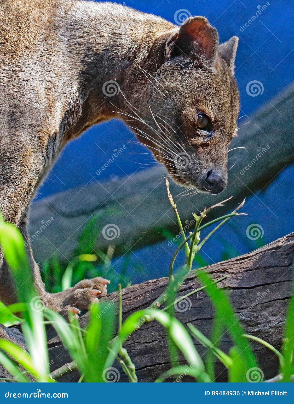 Fossa stock photo. Image of left, feet, buckskinman, claws - 89484936