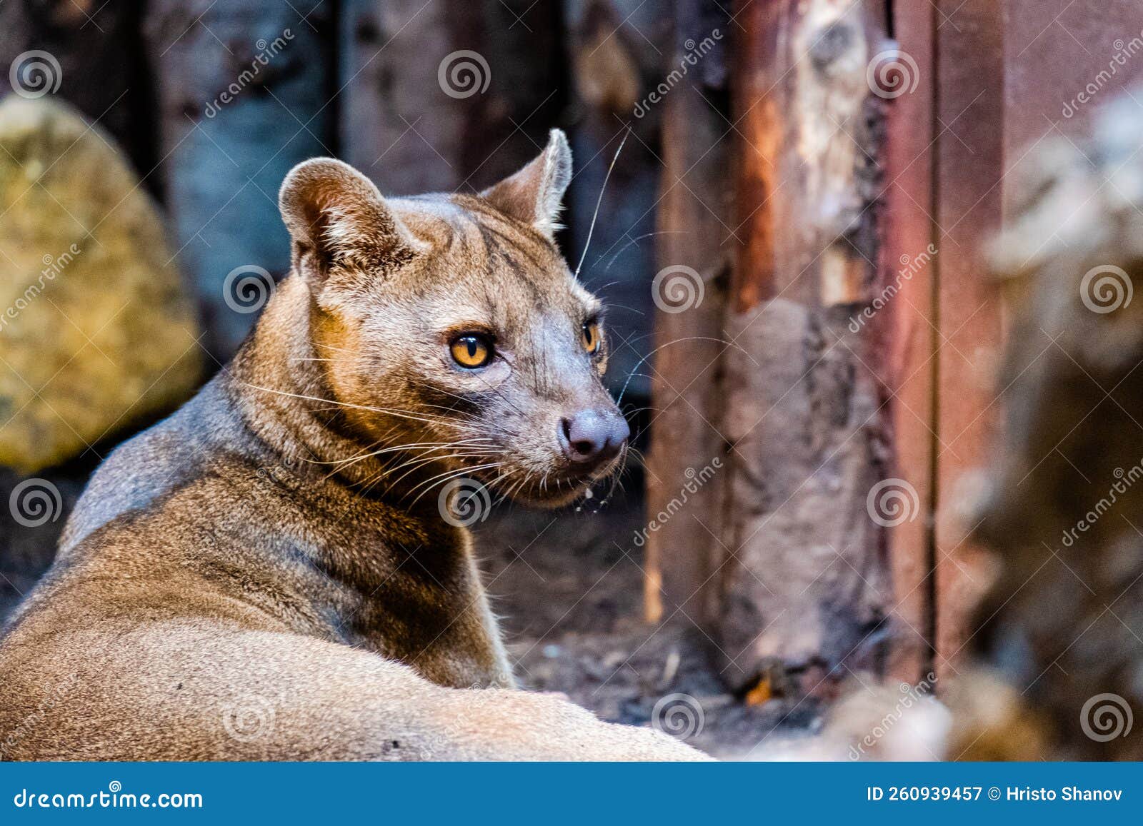 The Fossa of Madagascar Close-up in Zoo Stock Image - Image of adorable ... The Fossa of Madagascar Close-up in Zoo Stock Image - Image of adorable ...