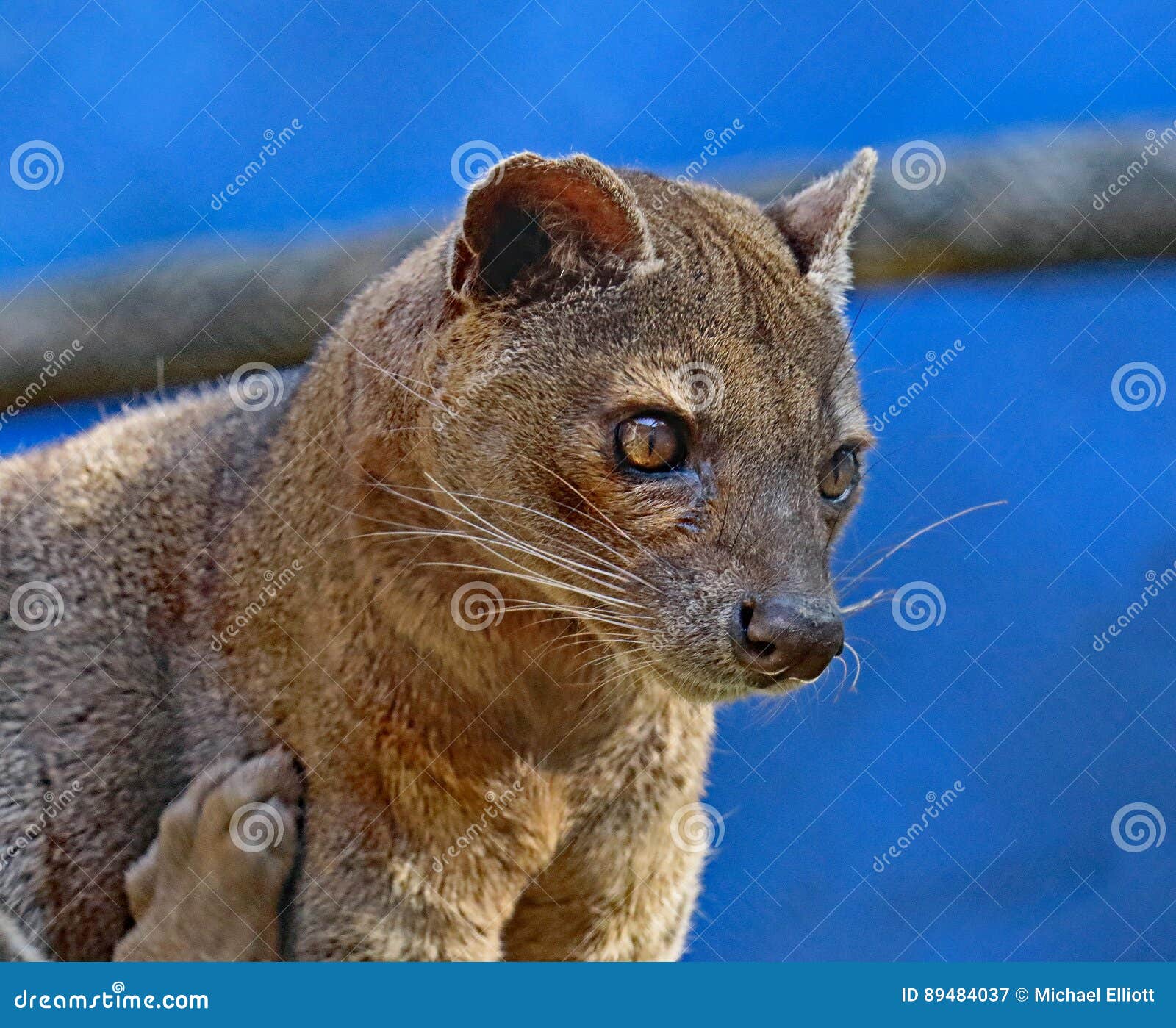 Fossa stock image. Image of claws, forest, lean, agile - 89484037