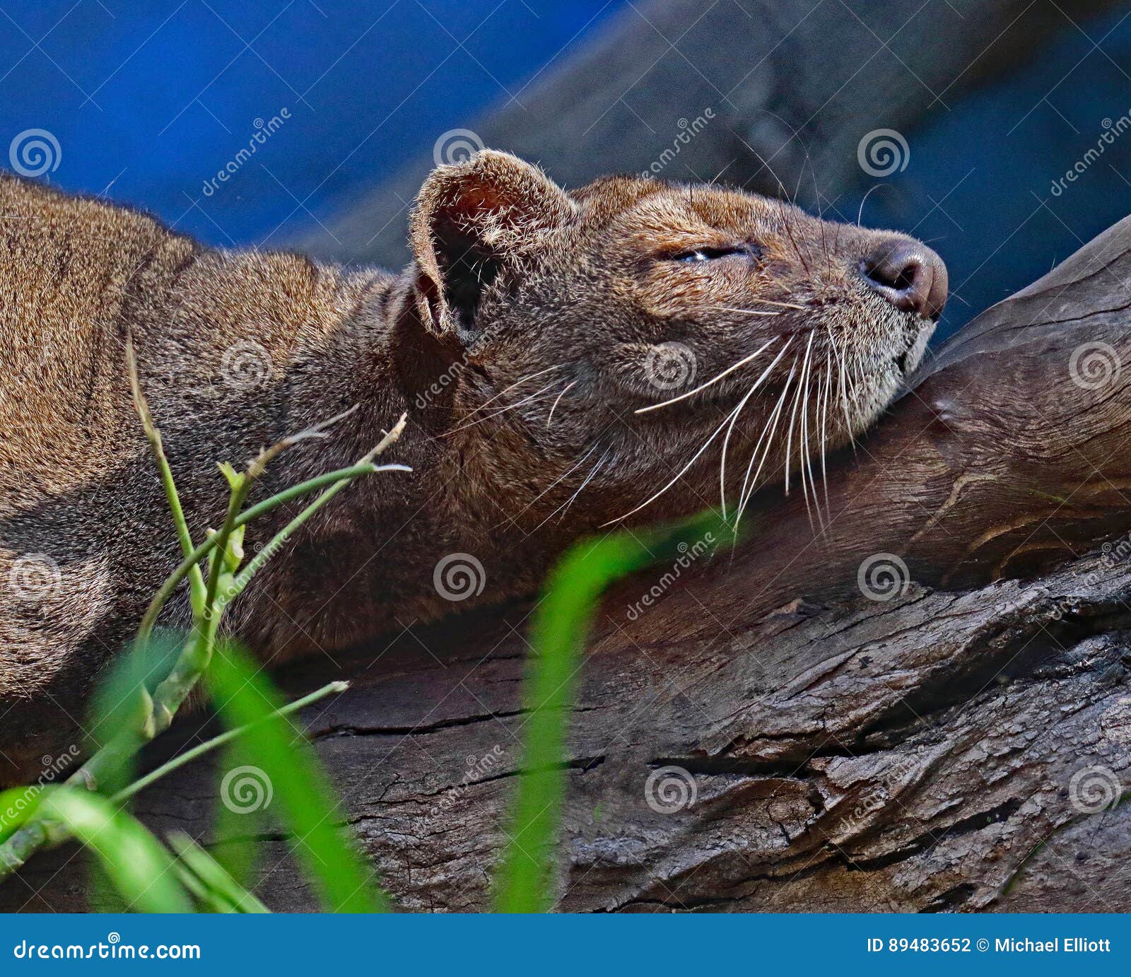 Fossa stock photo. Image of protractile, predator, cream - 89483652