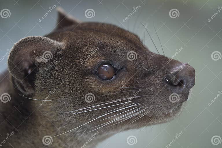 Fossa portrait stock photo. Image of exotic, tawny, mammal - 175731774