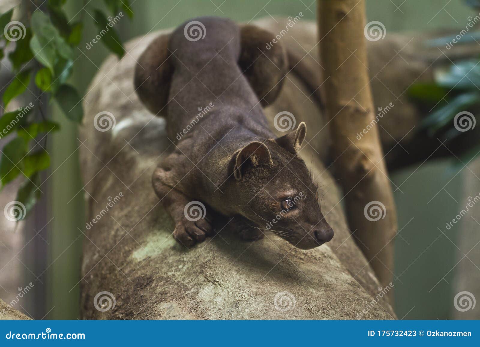 Fossa portrait stock image. Image of africa, wildlife - 175732423