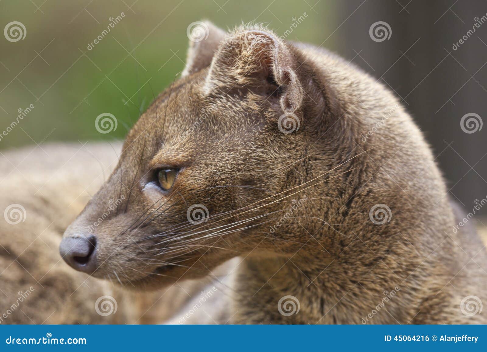 Fossa stock photo. Image of madagascar, animal, ferox - 45064216