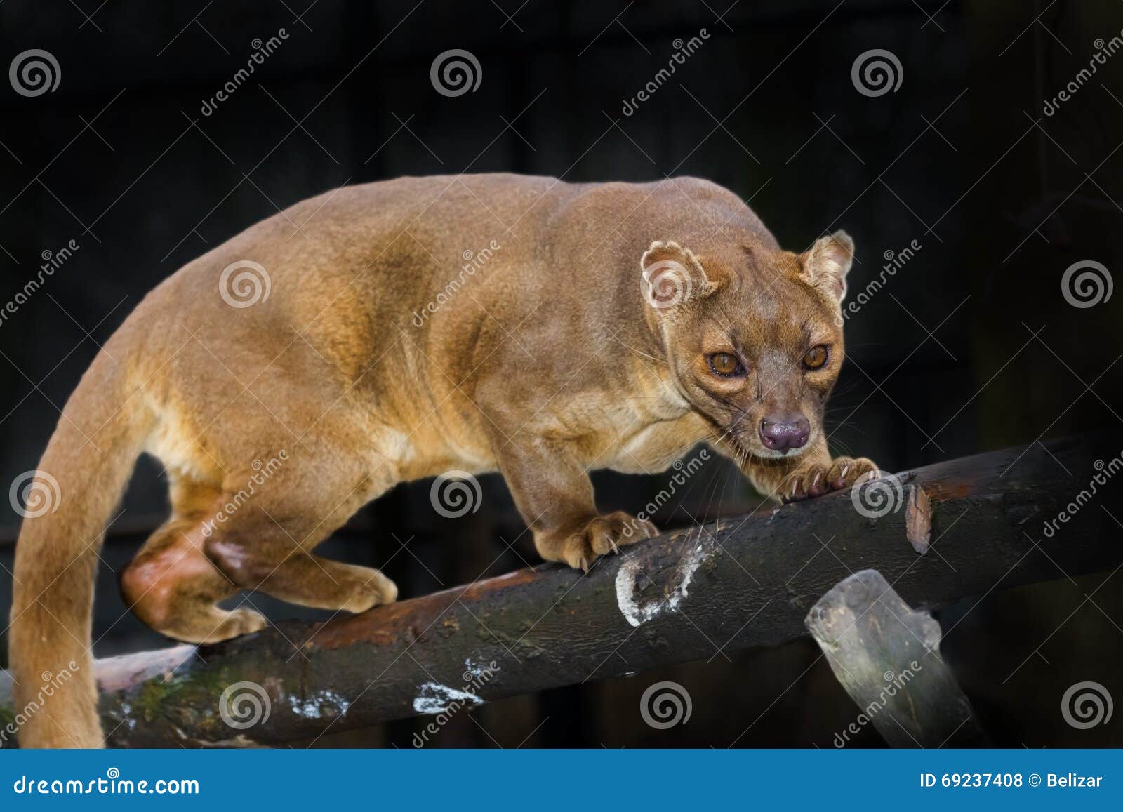 Fossa on tree stock photo. Image of ferox, animal, mammal - 69237408 Fossa on tree stock photo. Image of ferox, animal, mammal - 69237408