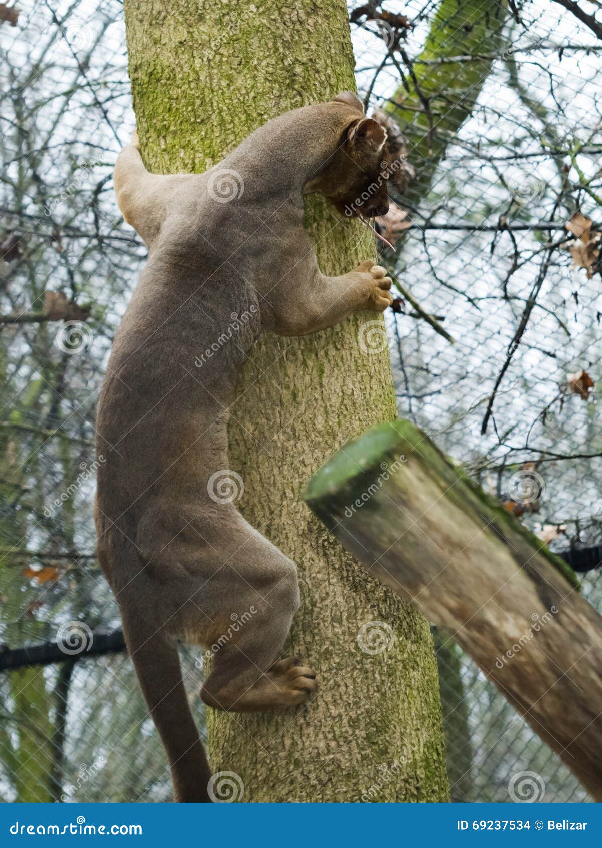 Fossa on tree stock photo. Image of madagascar, carnivore - 69237534