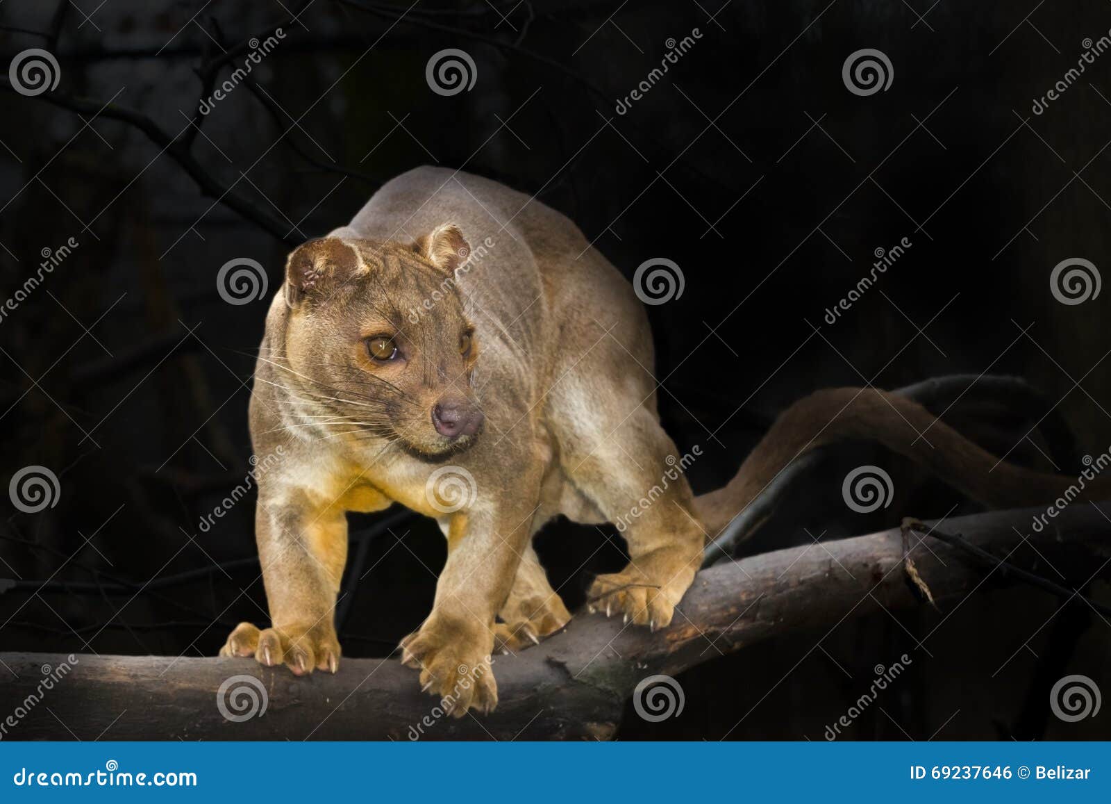 Fossa On Tree Stock Photo | CartoonDealer.com #69237408 Fossa On Tree Stock Photo | CartoonDealer.com #69237408