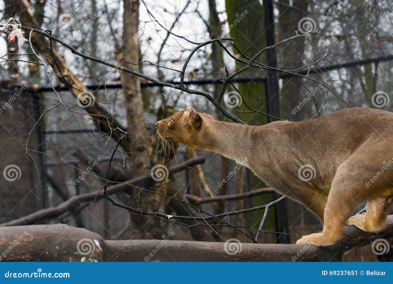 Fossa on tree stock image. Image of carnivore, madagascar - 69237651