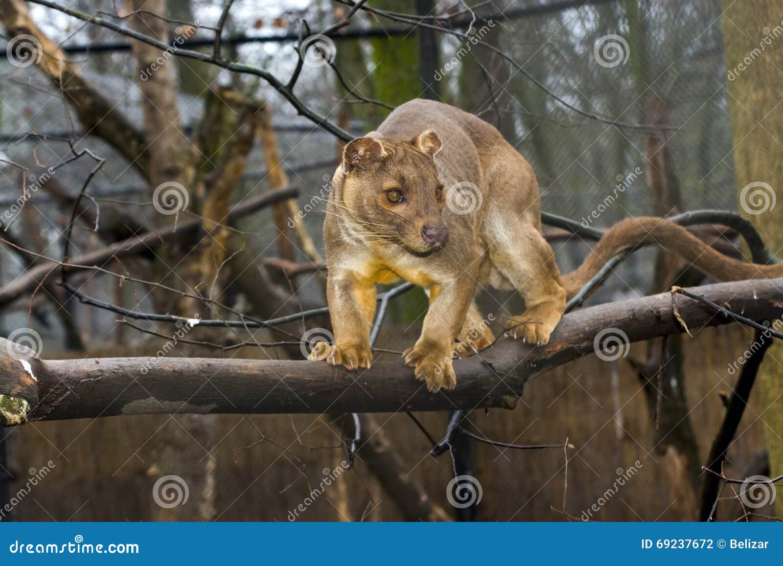 Fossa on tree stock photo. Image of tree, animal, madagascar - 69237672 Fossa on tree stock photo. Image of tree, animal, madagascar - 69237672