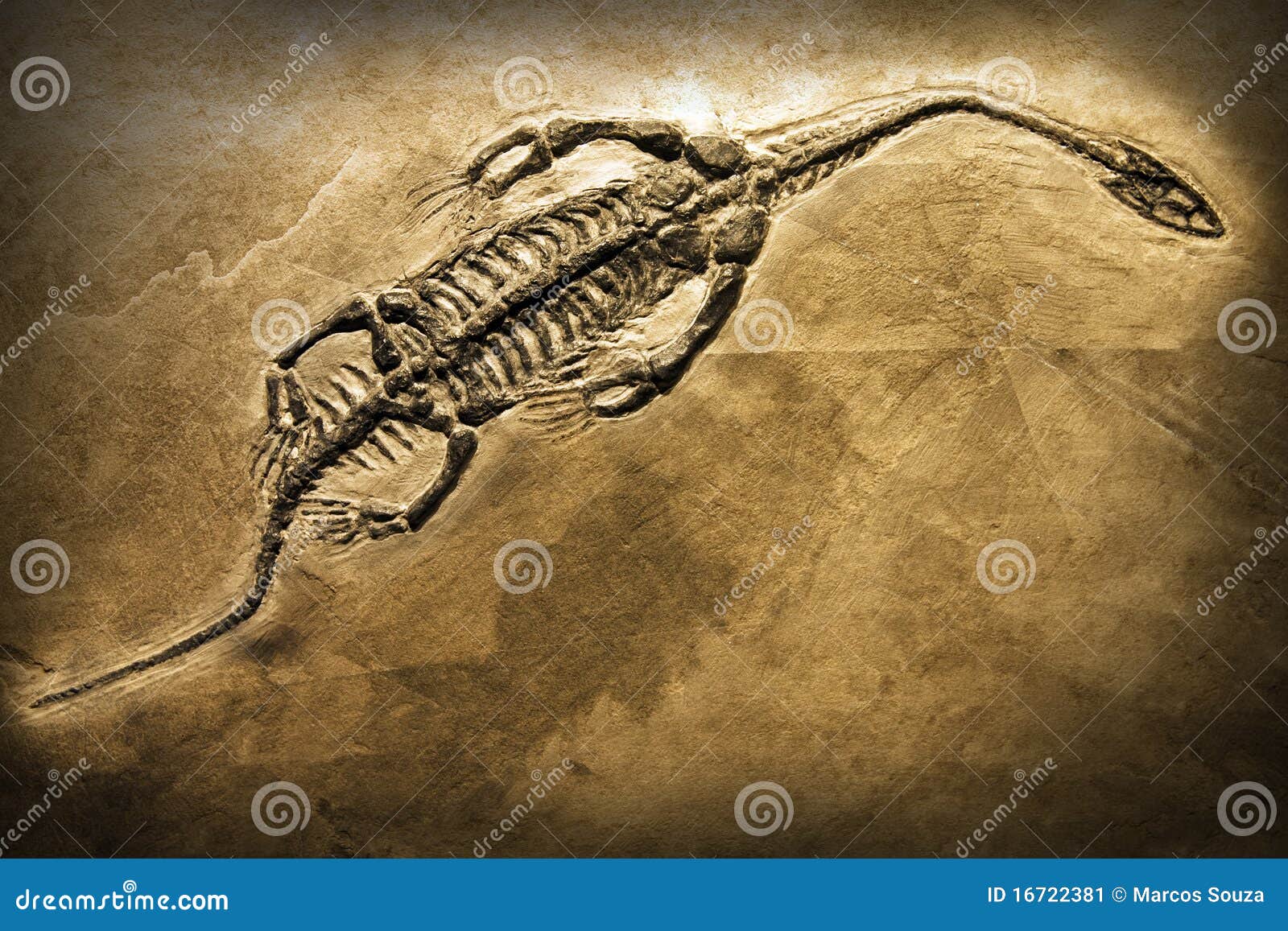 Fossiel redactionele foto. Image of biologie, been, geologie - 16722381