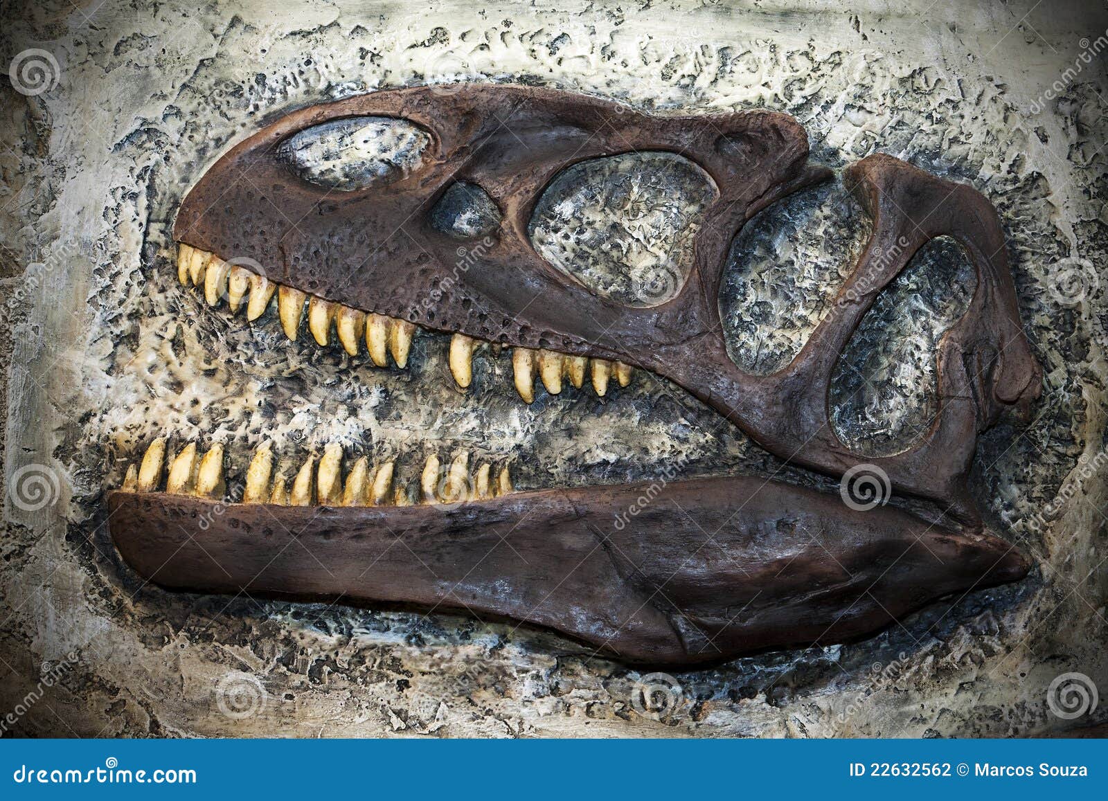 Fossiel stock foto. Image of museum, koolstof, wetenschap - 22632562