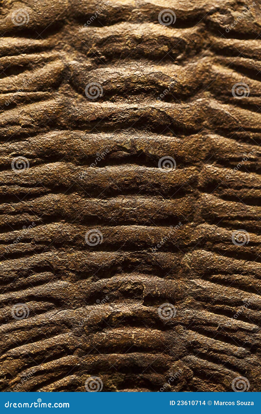 Fossiel stock foto. Image of voorhistorisch, petrifactie - 23610714