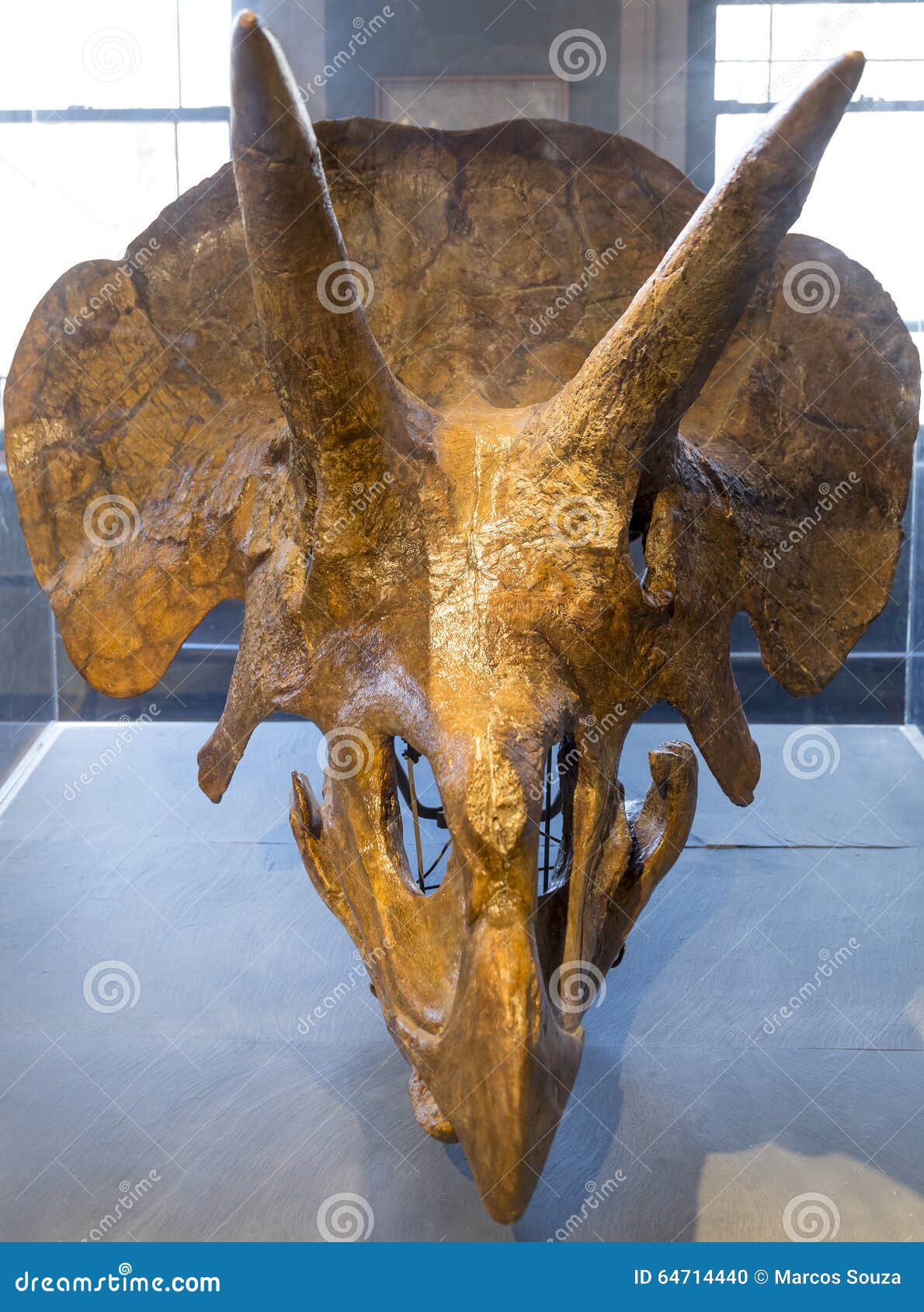 Fossiel stock foto. Image of indruk, mineraal, voorhistorisch - 64714440