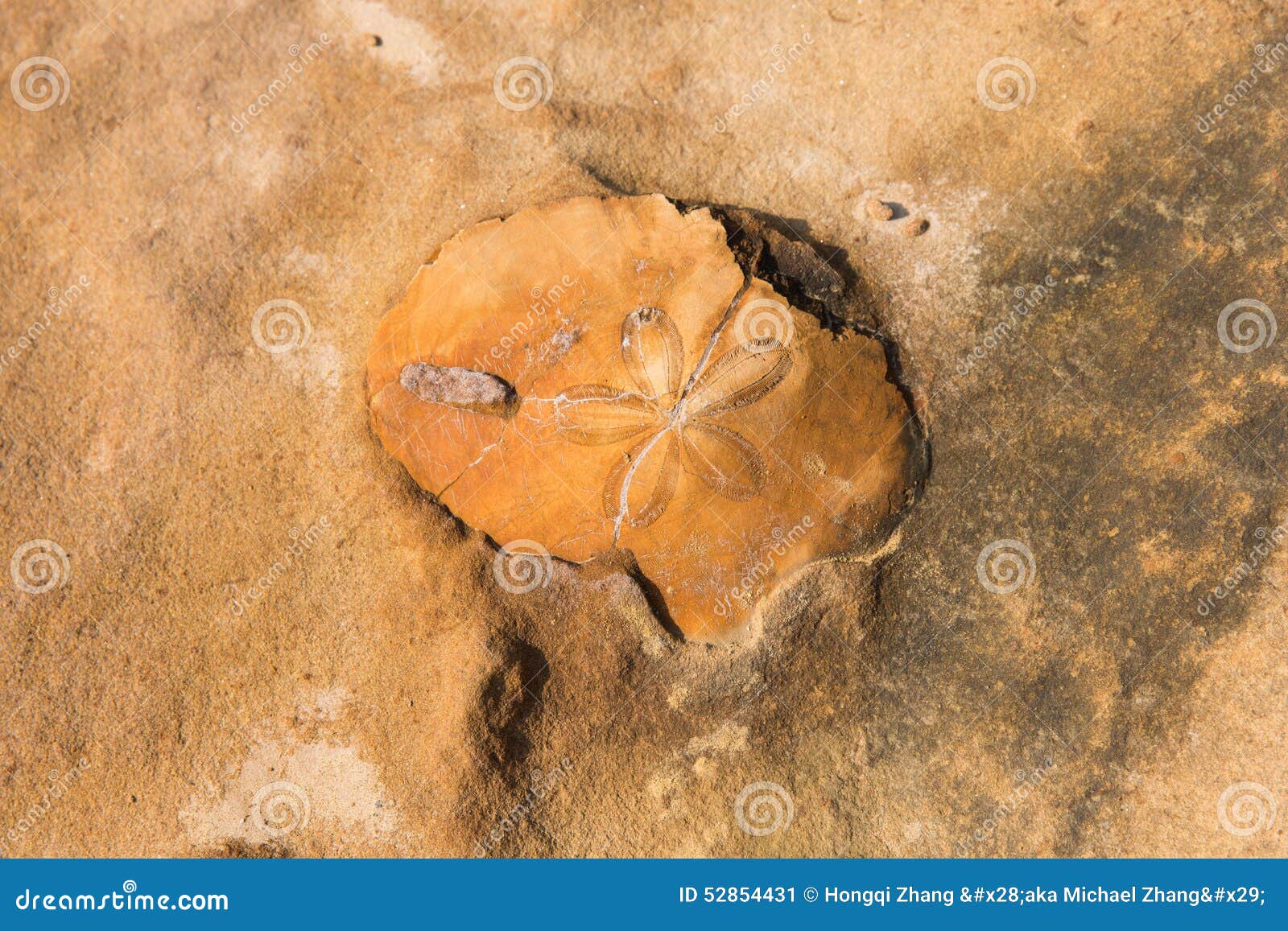 Fossiel in kalksteen stock afbeelding. Image of geel - 52854431